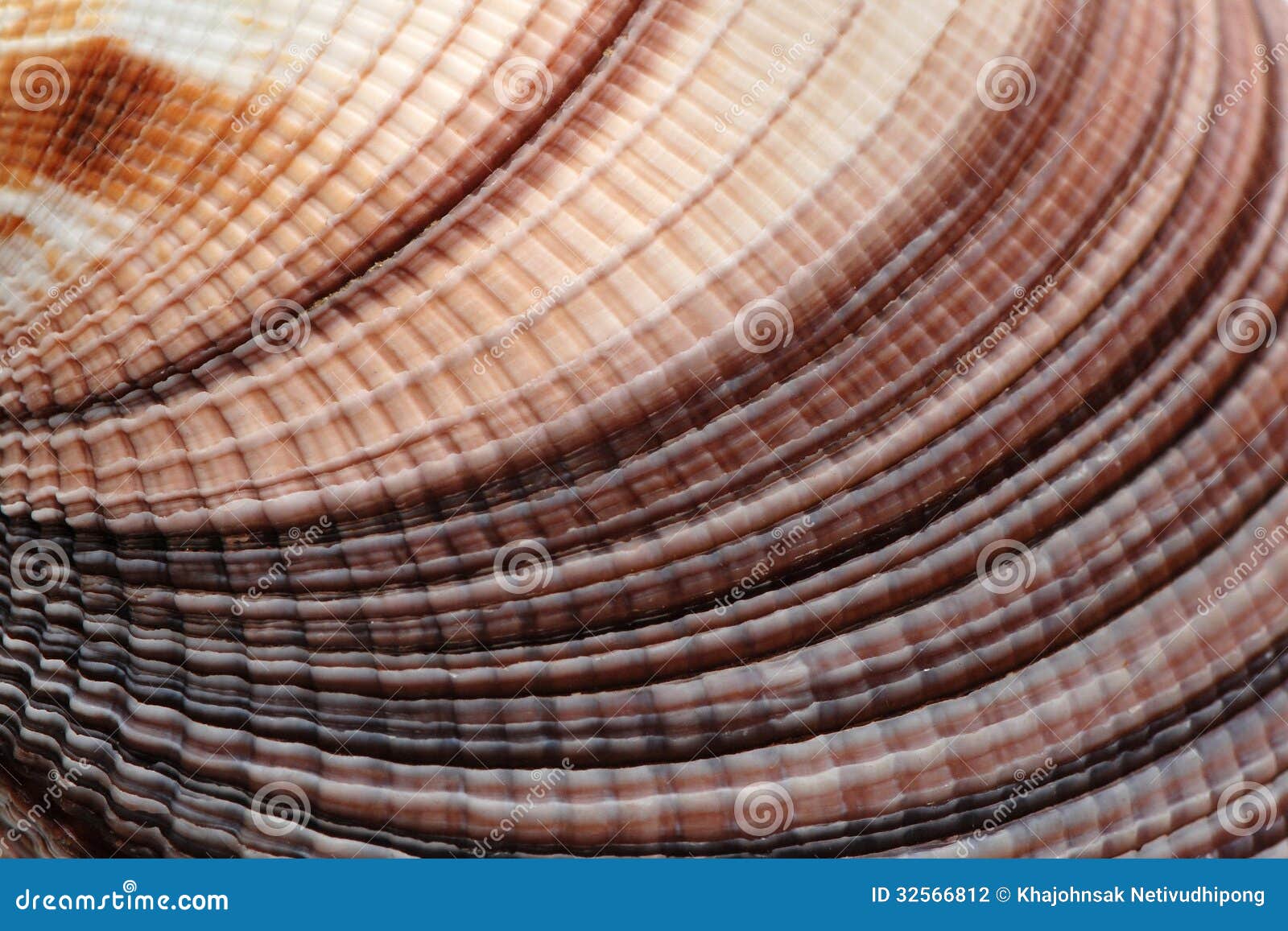 Cockle shell stock photo. Image of coil, abstract, equiangular - 32566812