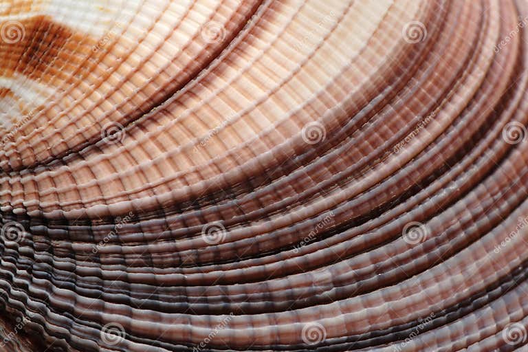 Cockle shell stock photo. Image of coil, abstract, equiangular - 32566812