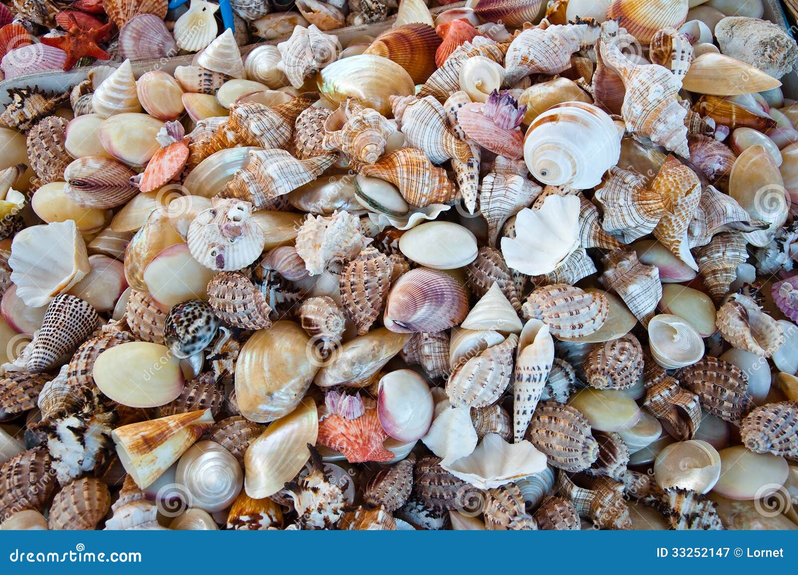 Cockle-shell. stock image. Image of concept, holiday - 33252147