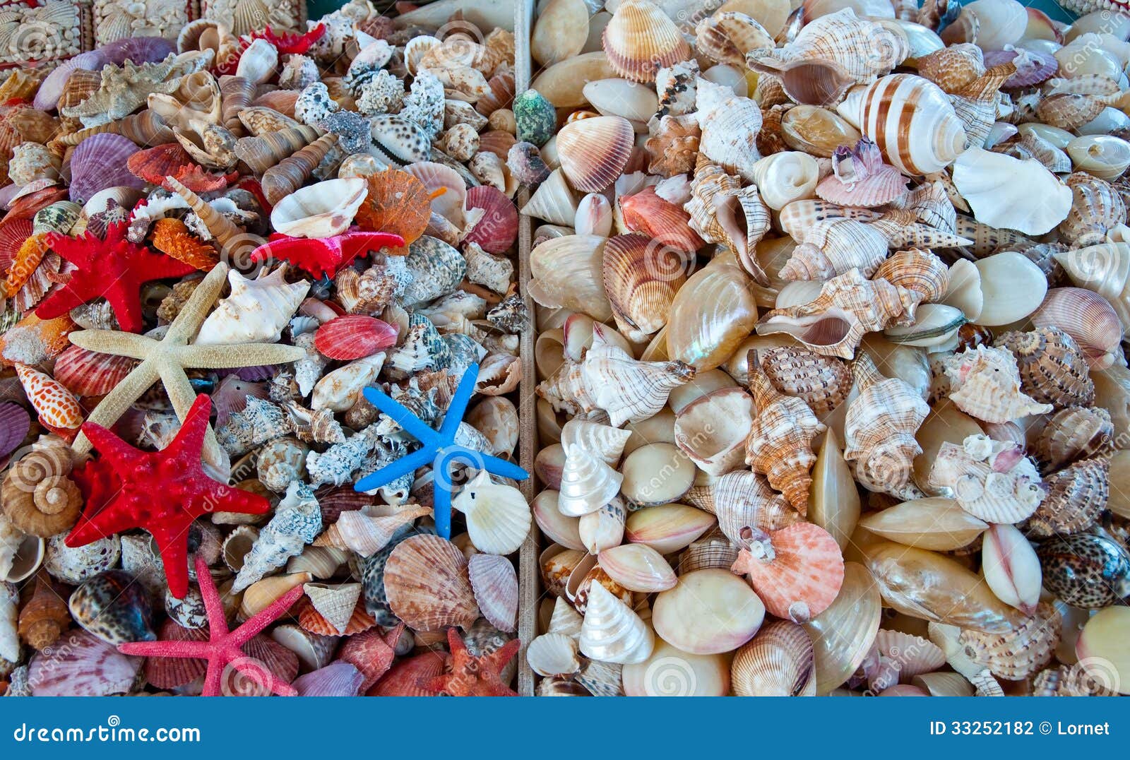 Cockle-shell. stock photo. Image of concept, greek, seashell - 33252182