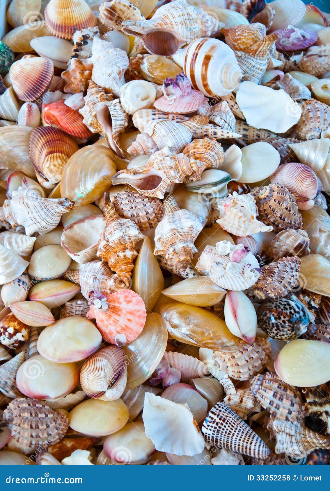 Cockle-shell. stock photo. Image of greek, color, diversity - 33252258