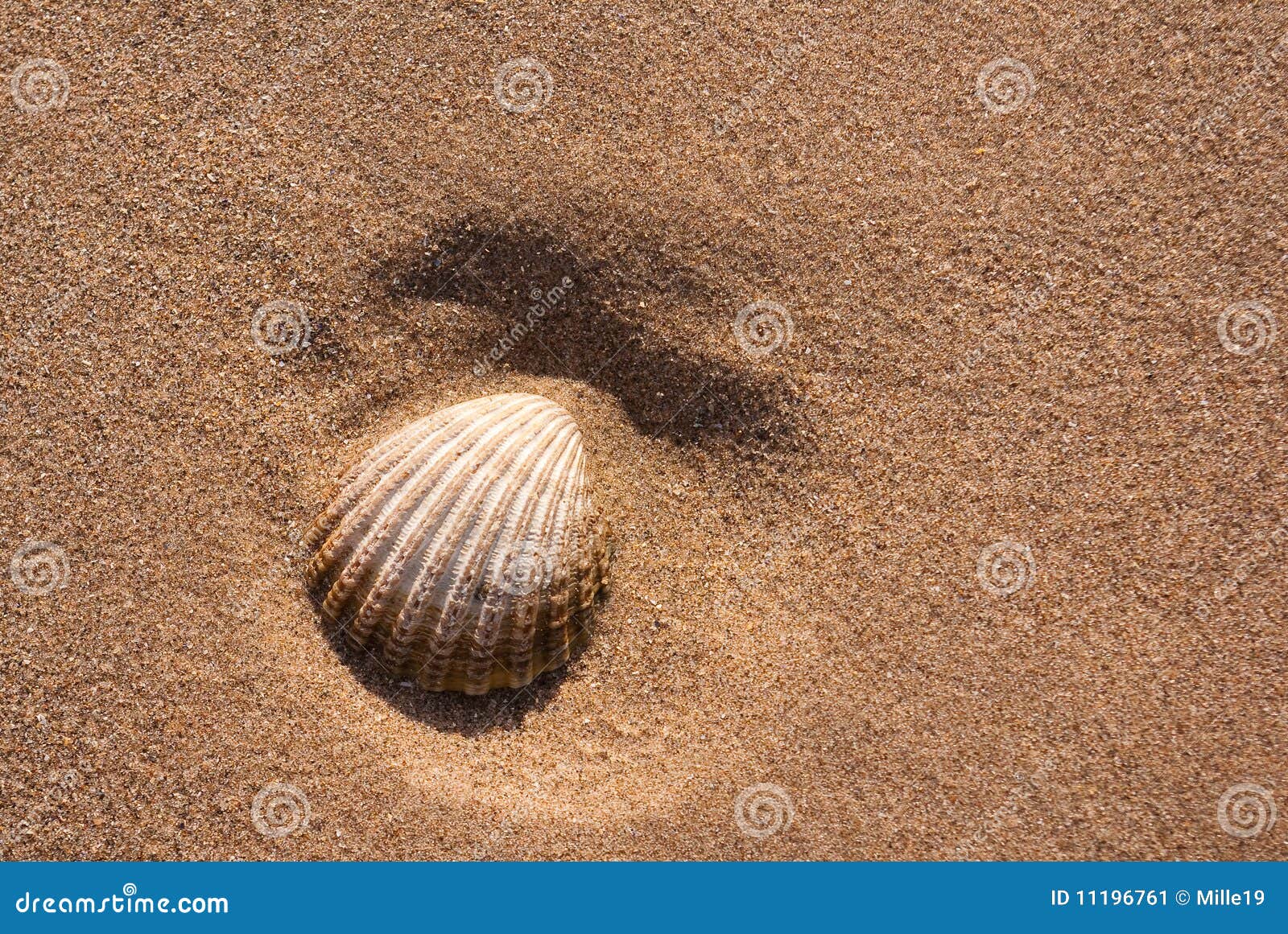 Cockle Shell in sand stock image. Image of british, shore - 11196761
