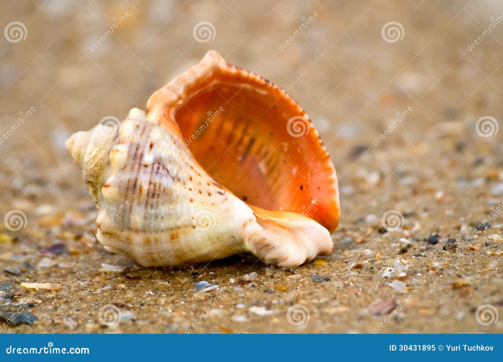 Cockle-shell stock image. Image of macro, yellow, nature - 30431895
