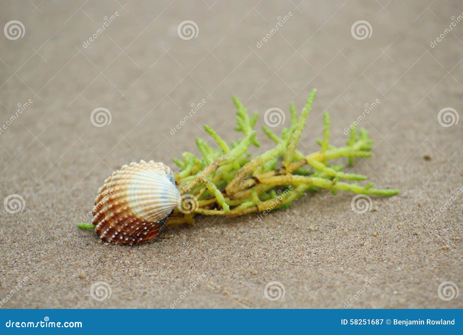 Cockle Shell and Seaweed stock image. Image of cockle - 58251687