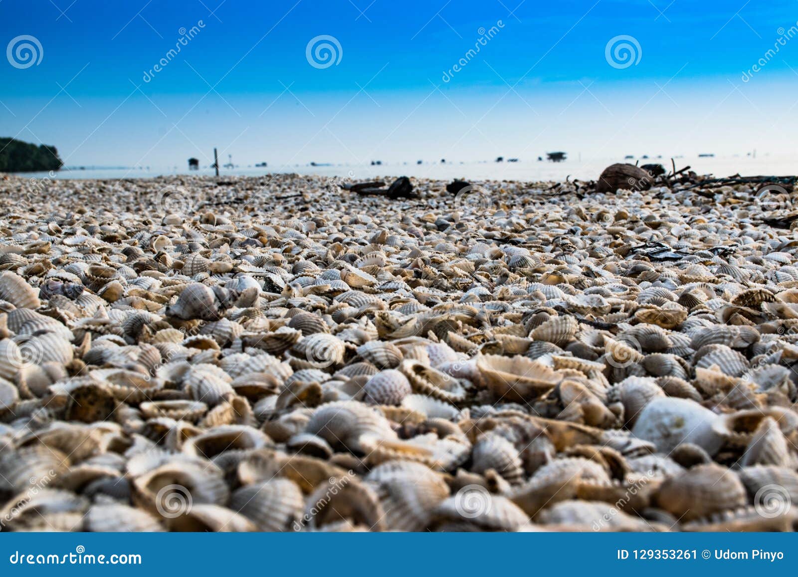 View cockle-shell. stock image. Image of homogeneous - 129353261
