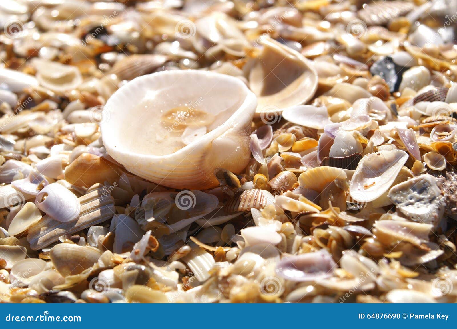 Cockle Shell stock photo. Image of grey, cockle, white - 64876690
