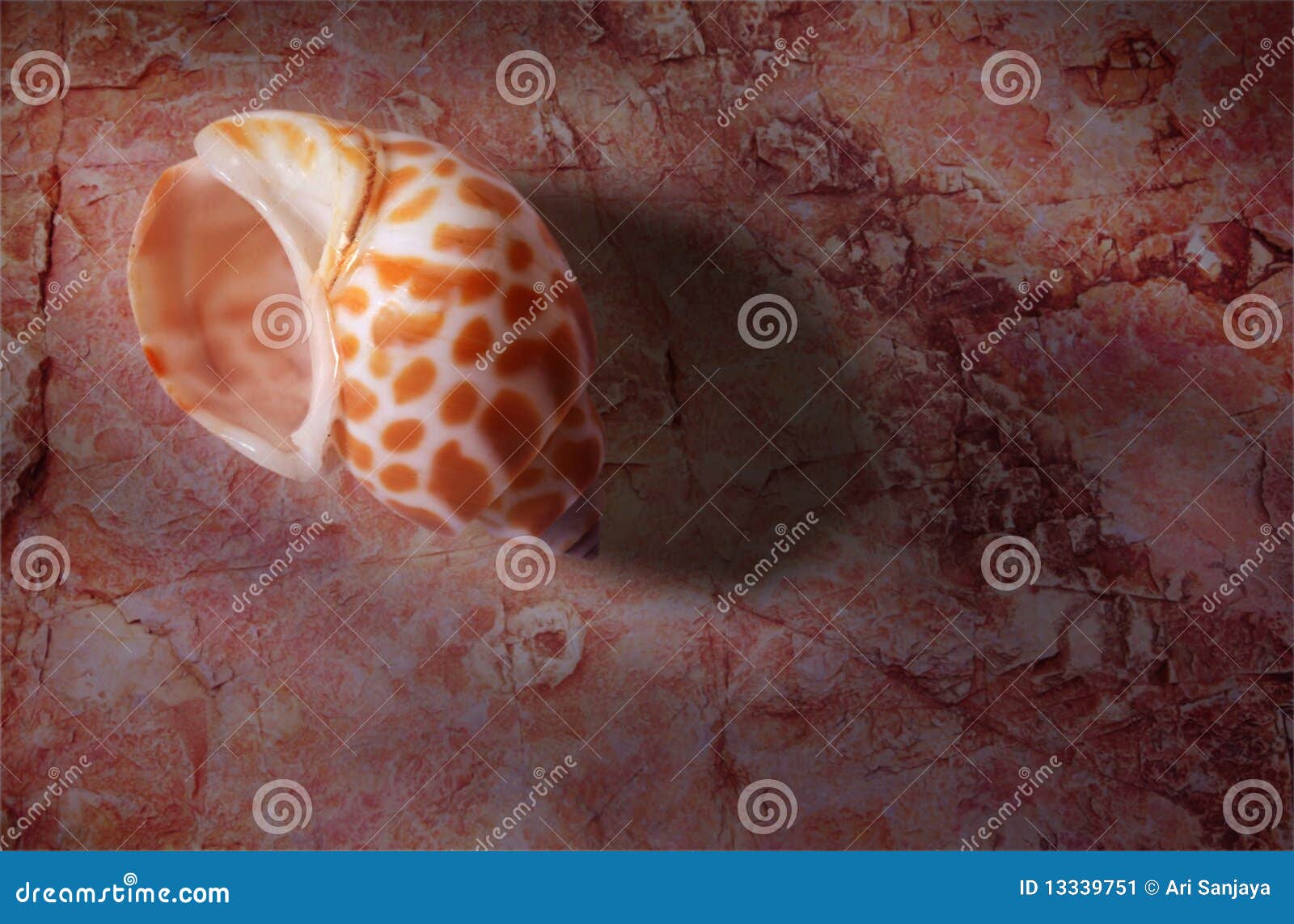 Cockle shells stock image. Image of background, cockle - 13339751