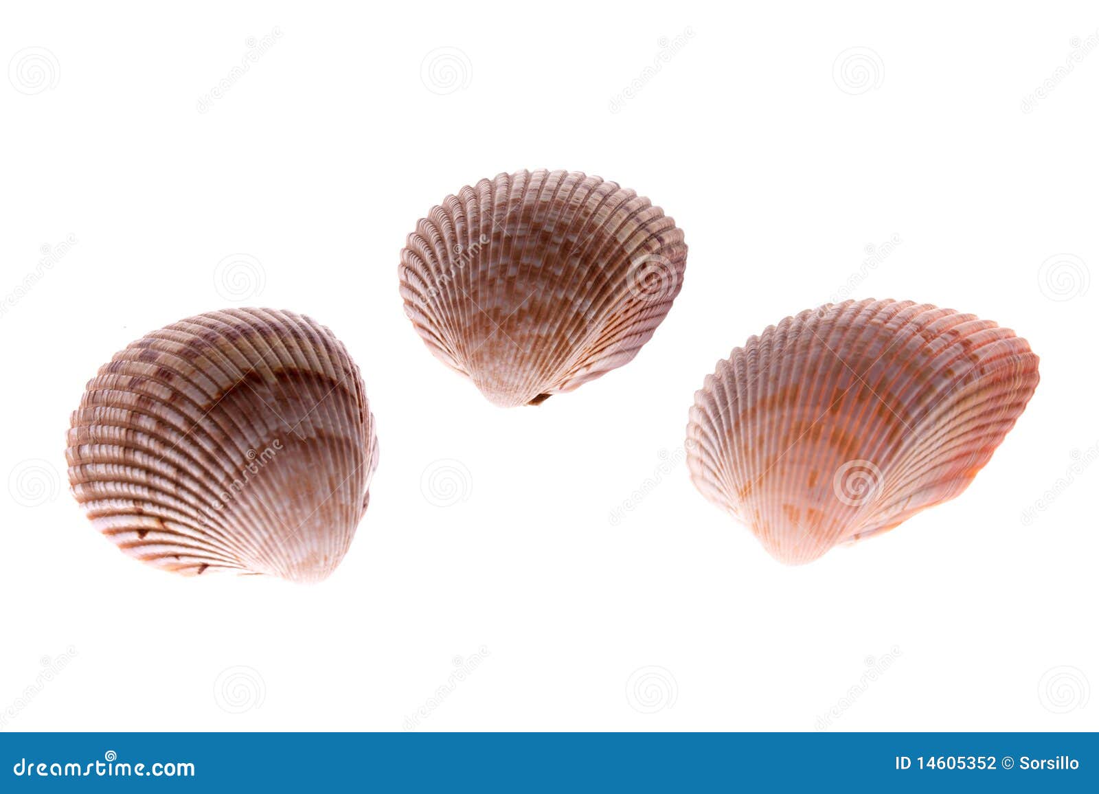 Cockle shells stock photo. Image of cockle, seashell - 14605352