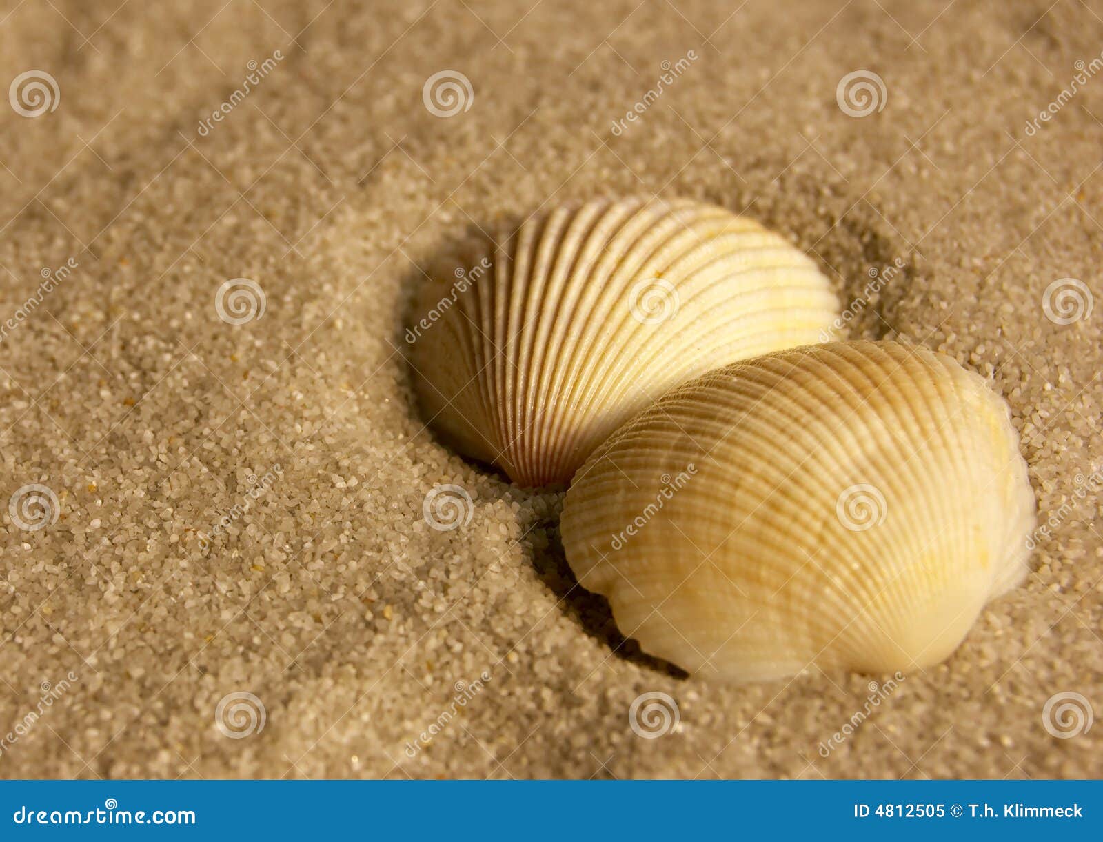 Cockle shells stock image. Image of sand, mementos, housing - 4812505