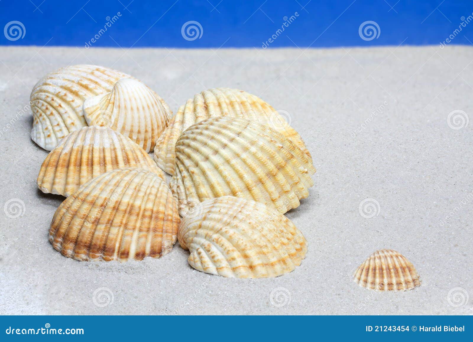 Cockle Shells on sand stock photo. Image of salt, travel - 21243454