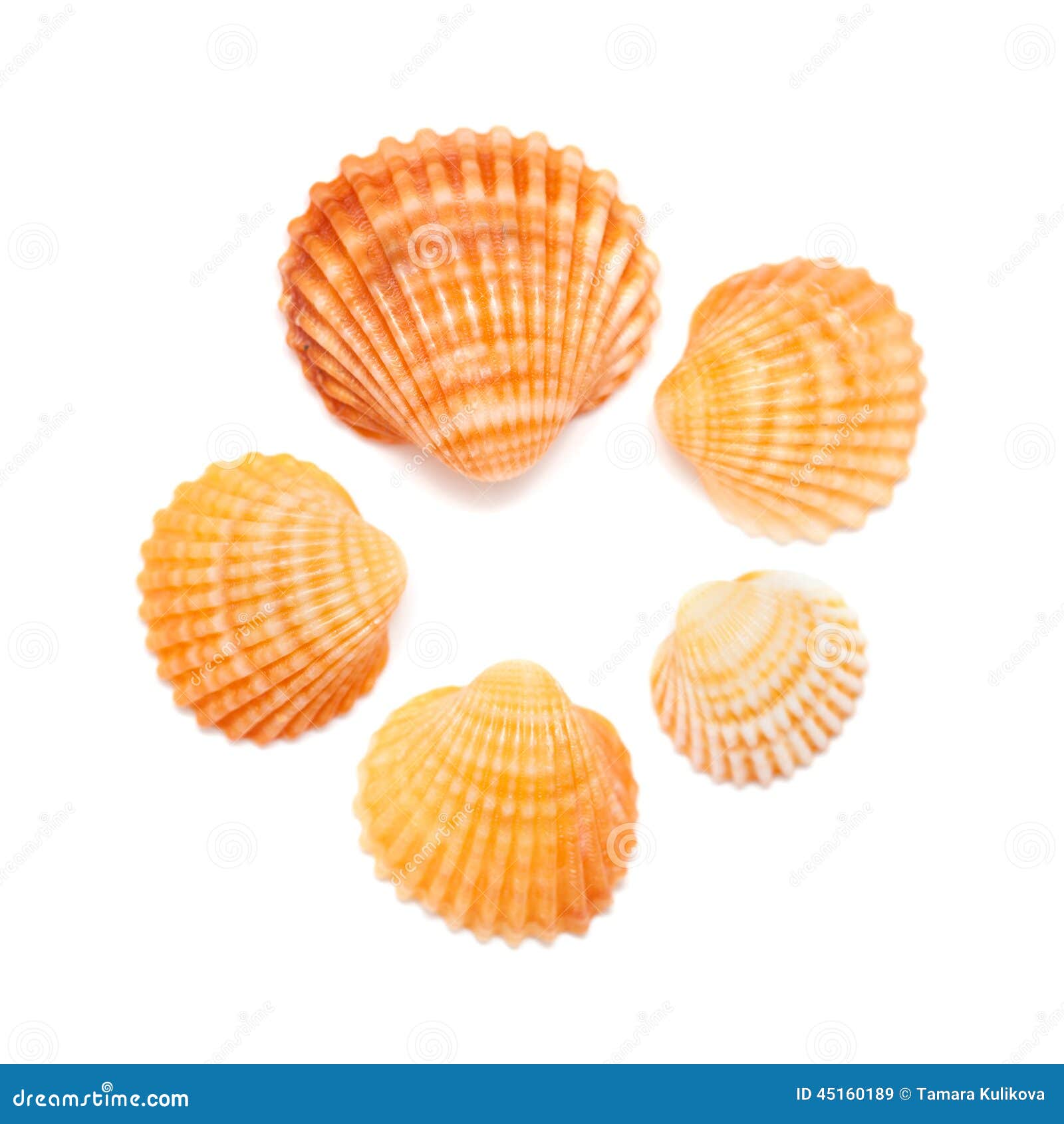 Cockle shells stock image. Image of sheltered, species - 45160189