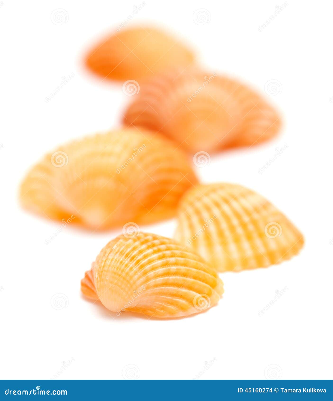 Cockle shells stock photo. Image of cockle, orange, isolated - 45160274