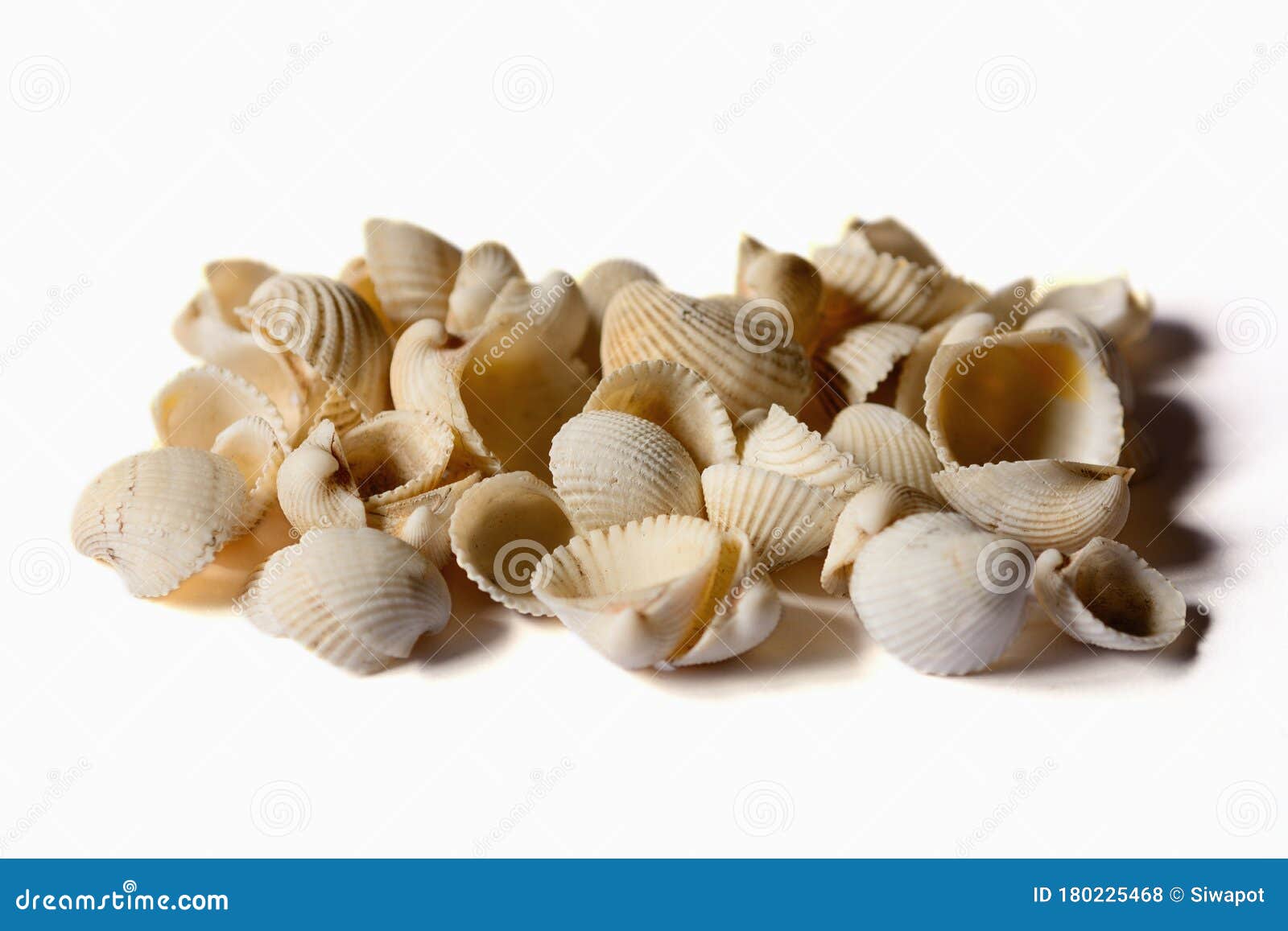 Cockle Shells on White Background Stock Photo - Image of object ...