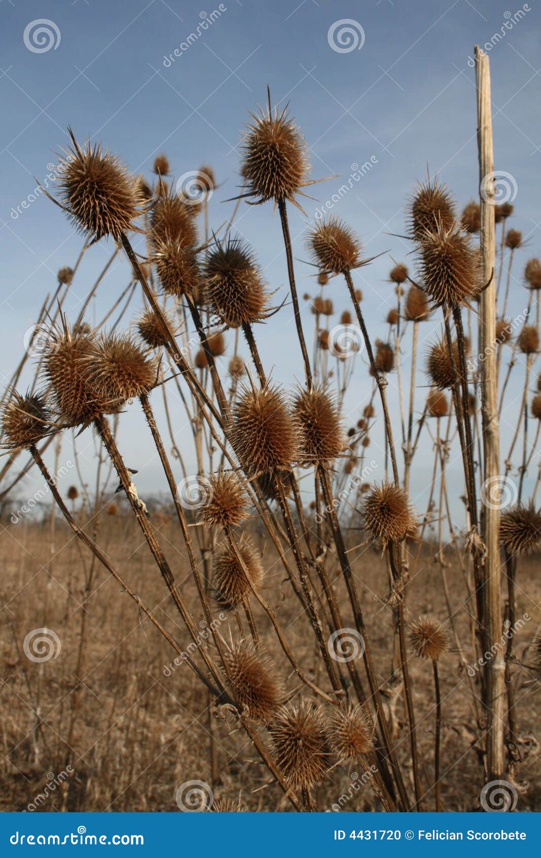 Cocklebur stock photo. Image of forest, field, branch - 4431720