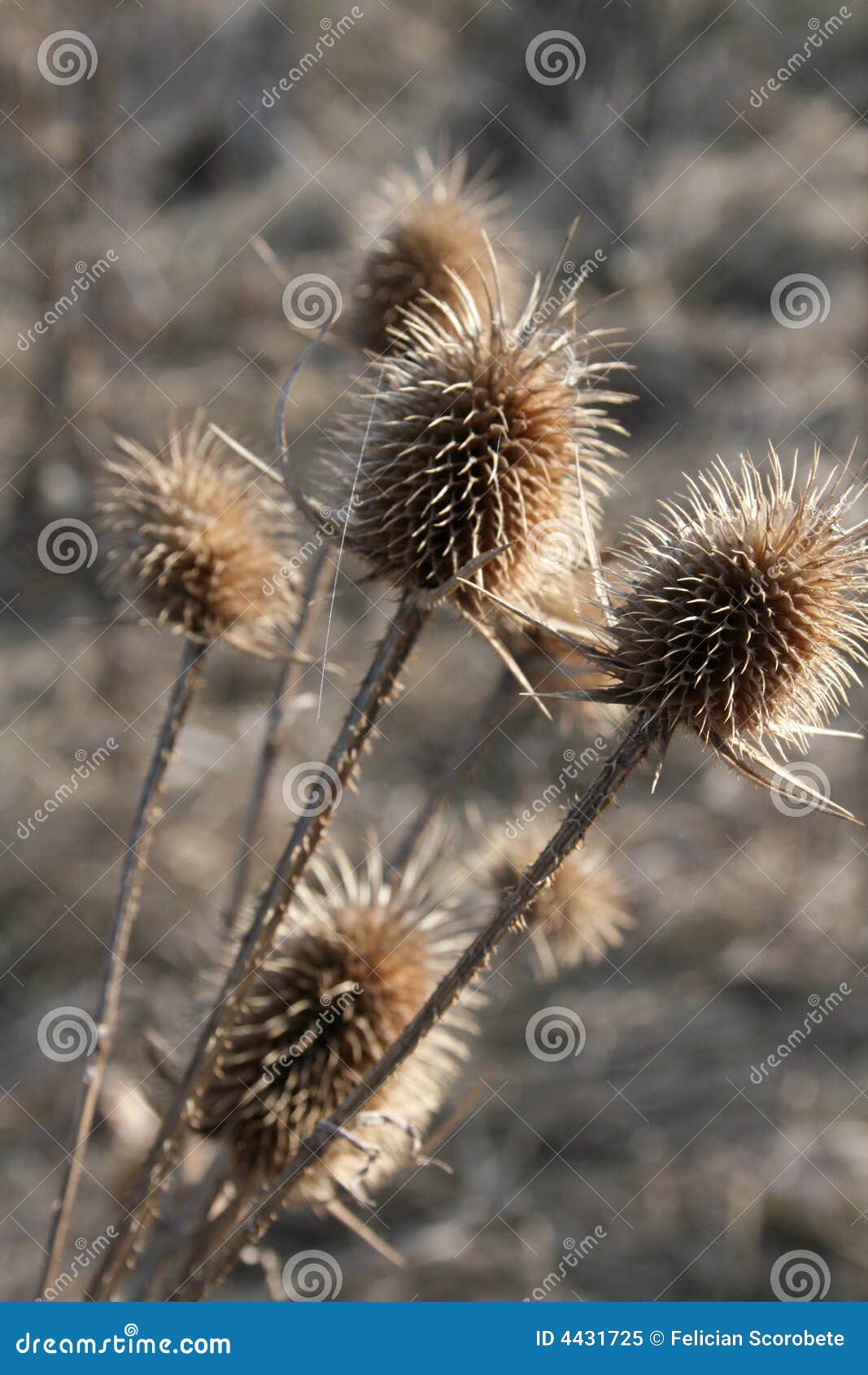 Cocklebur stock image. Image of springtime, tree, cocklebur - 4431725