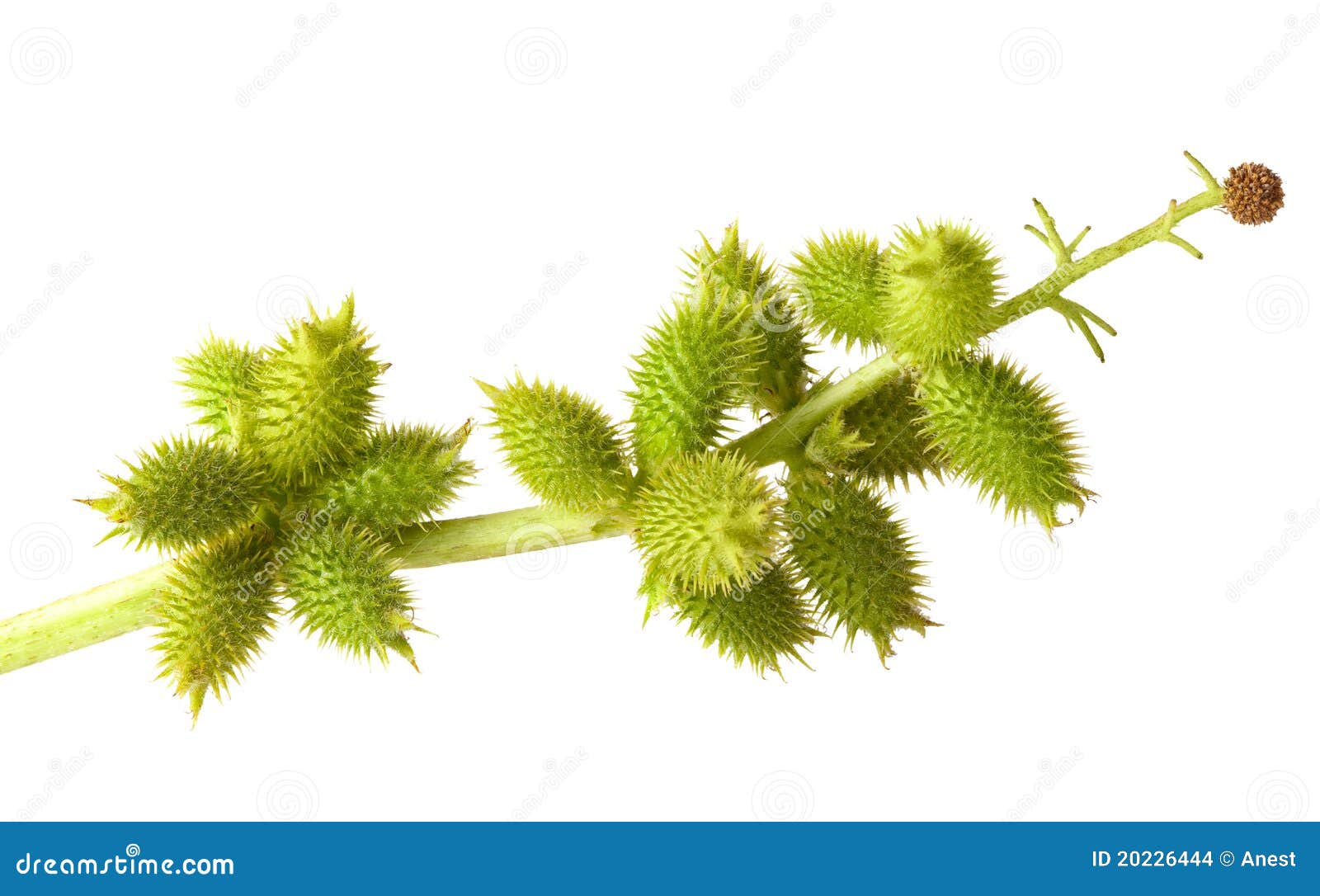 Cocklebur Fruits Isolated on White Stock Photo - Image of plant ...