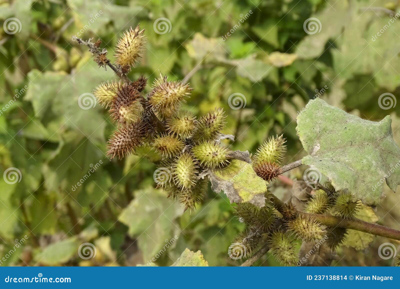 Cocklebur Seed / Common Cocklebur Stock Photo - Image of environment ...