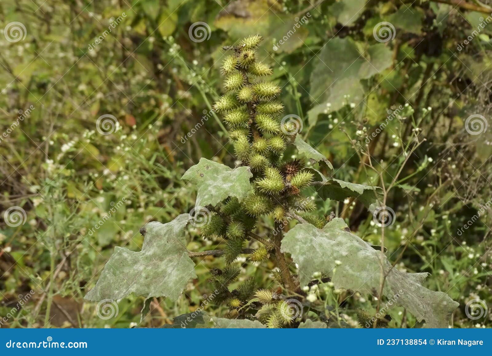 Cocklebur Seed / Common Cocklebur Stock Photo - Image of background ...