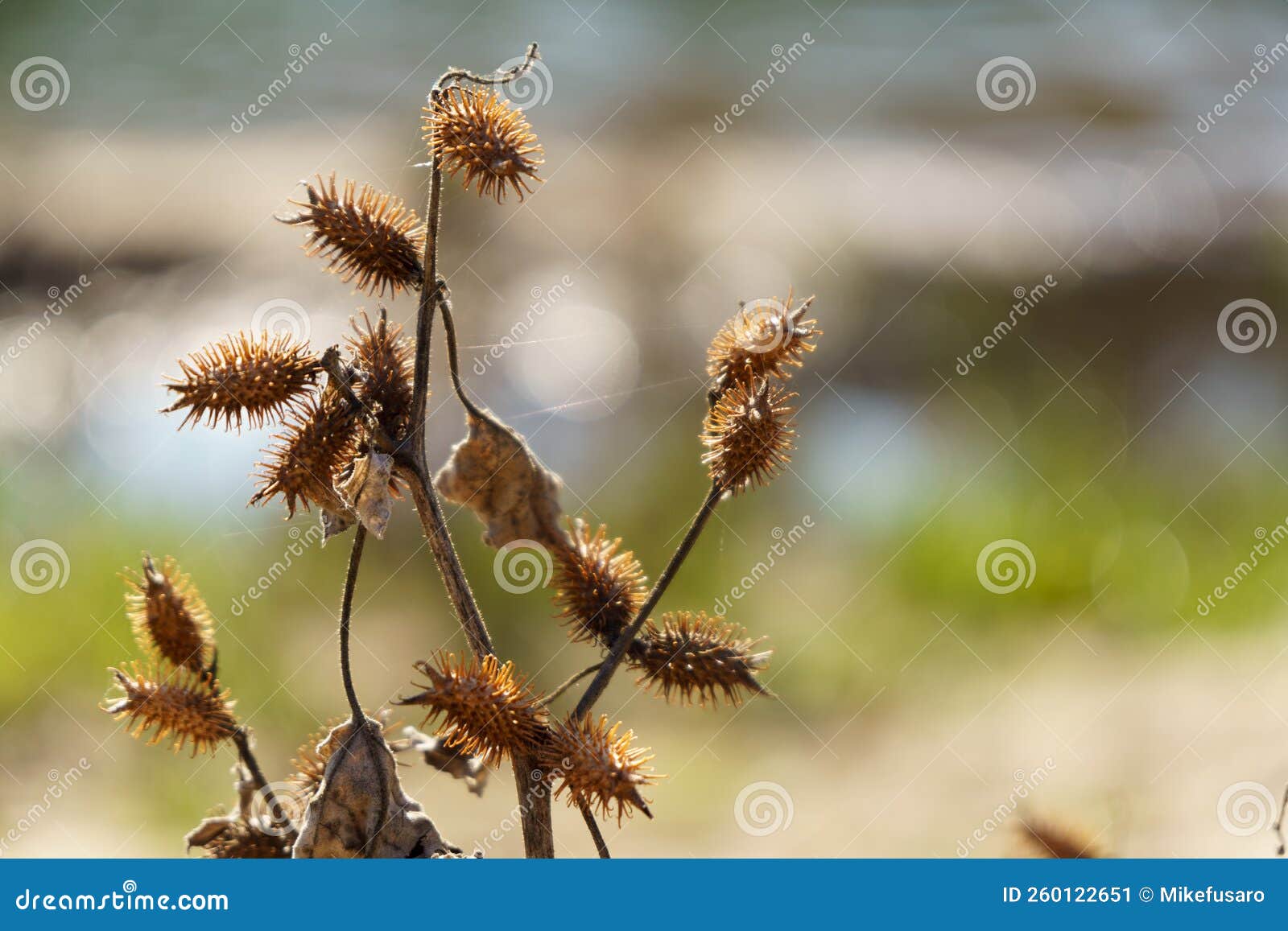 Cocklebur Weed Pland California Stock Image - Image of thorny, fall: 260122651