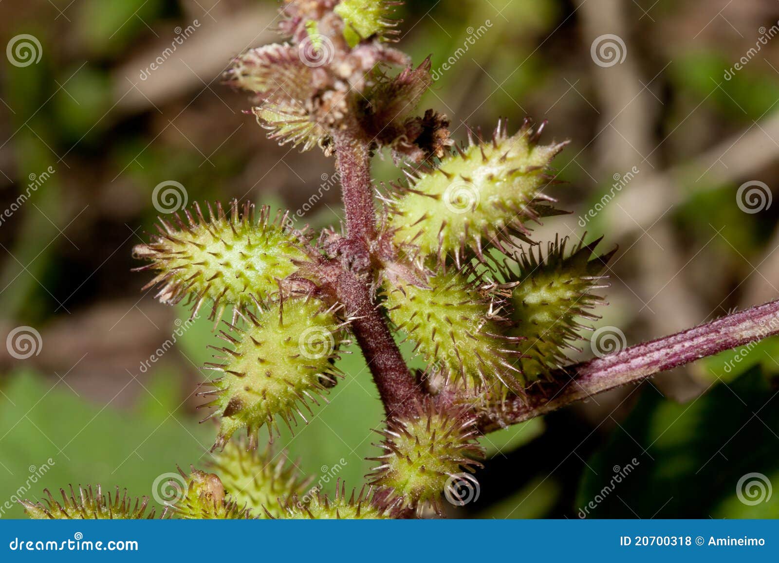 Cocklebur(xanthium Strumarium) Stock Photo - Image of herb, cocklebur ...