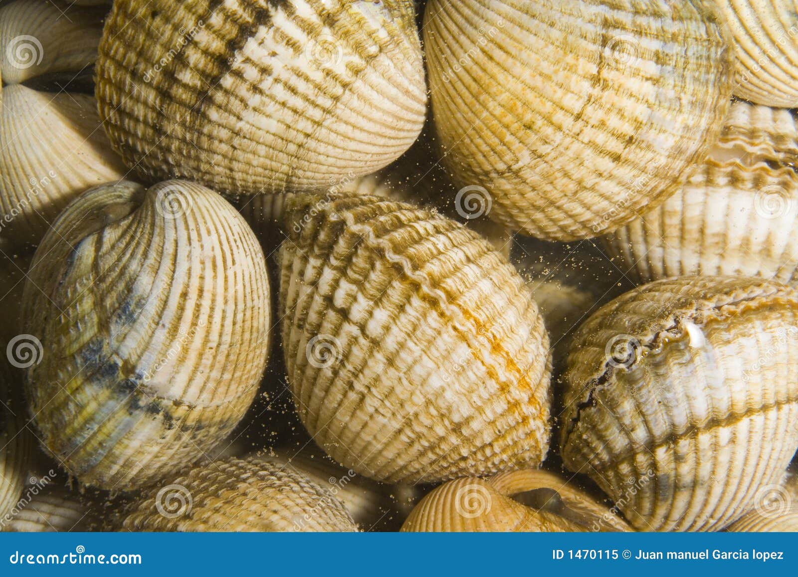 Cockles stock image. Image of breathe, fish, water, bivalve - 1470115