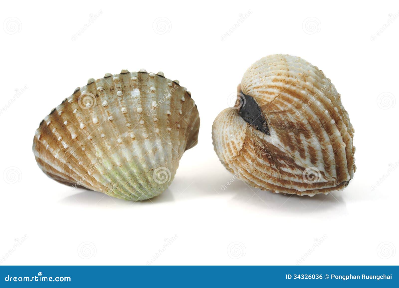Cockles stock photo. Image of white, shot, shell, animals - 34326036