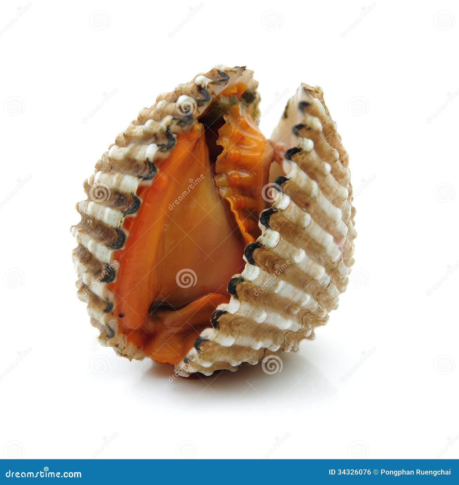 Cockles stock photo. Image of freshness, bivalve, shell - 34326076