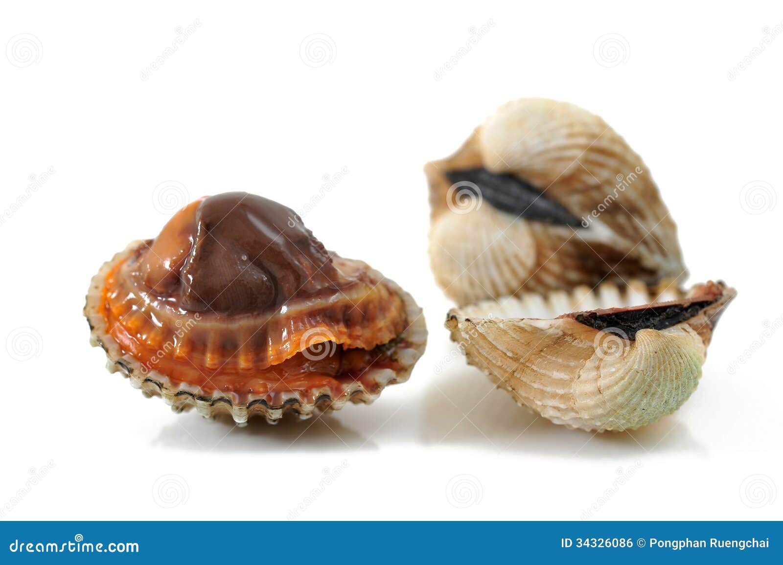 Cockles stock photo. Image of animals, freshness, studio - 34326086