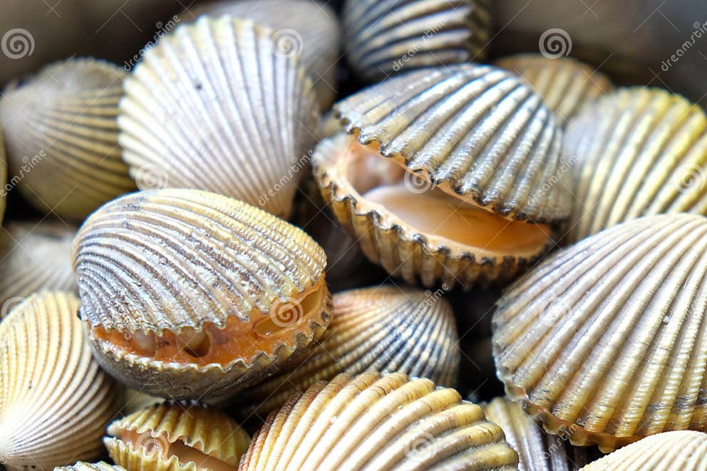 Cockles stock image. Image of cockles, nature, ocean - 102504821
