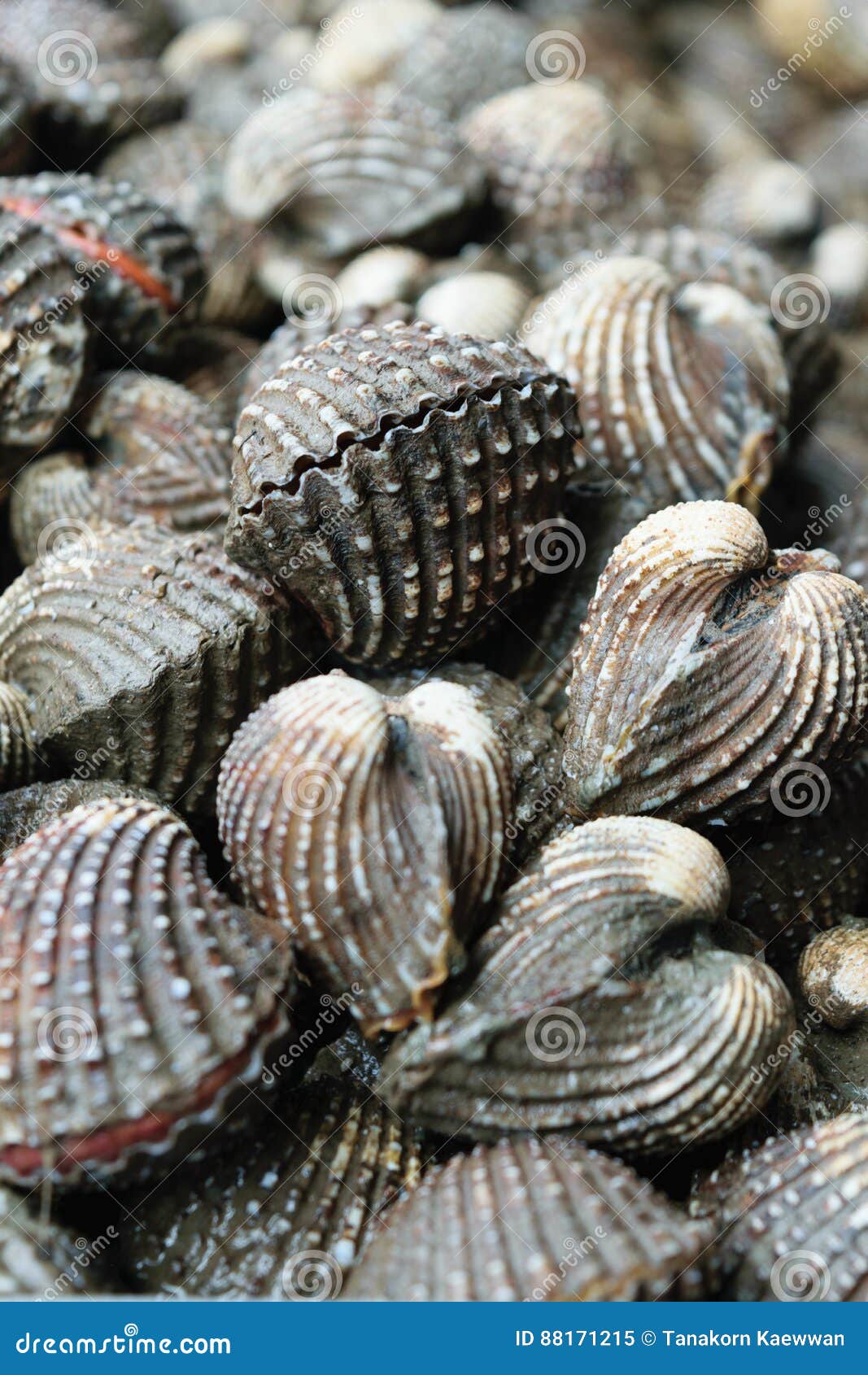 Cockles Raw Seafood Ready for Cooking Closeup. Stock Image - Image of ...