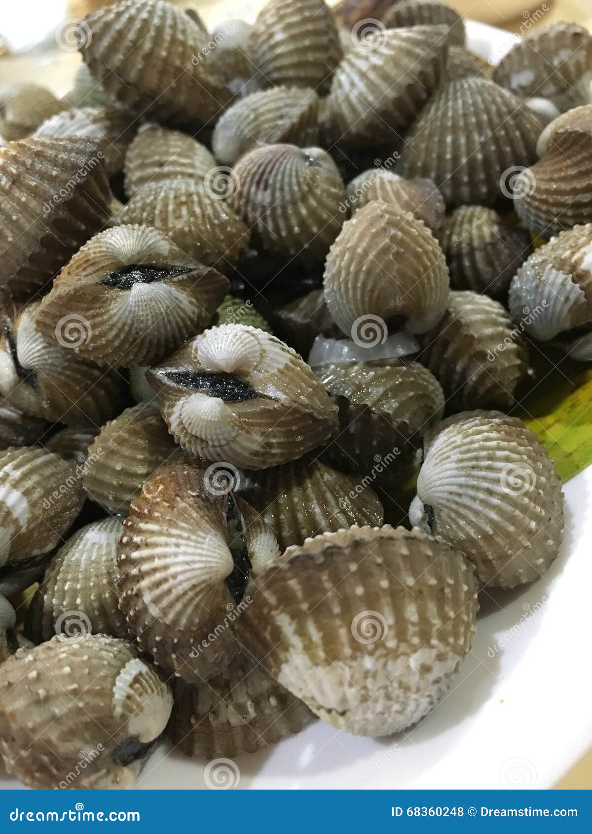 Cockles stock photo. Image of shell, bivalves, shellfish - 68360248