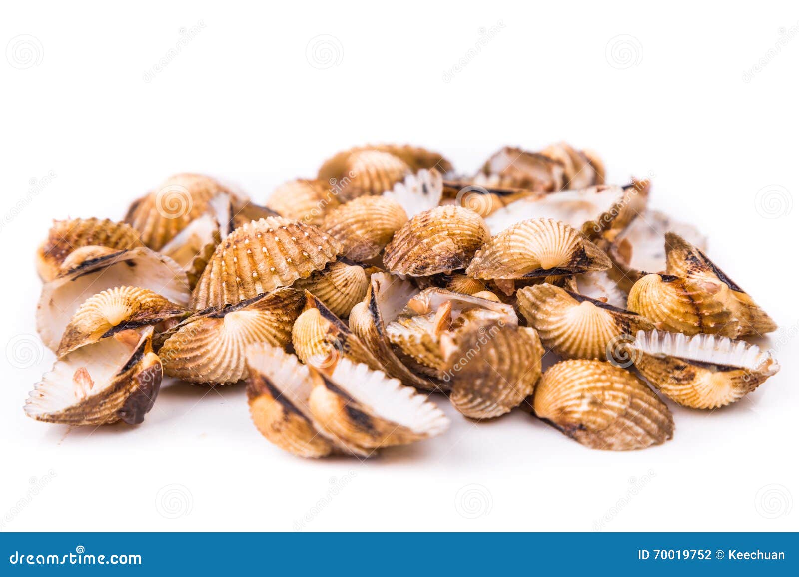 Cockles Shells are Recycled As Partial Cement Replacement in Co Stock ...