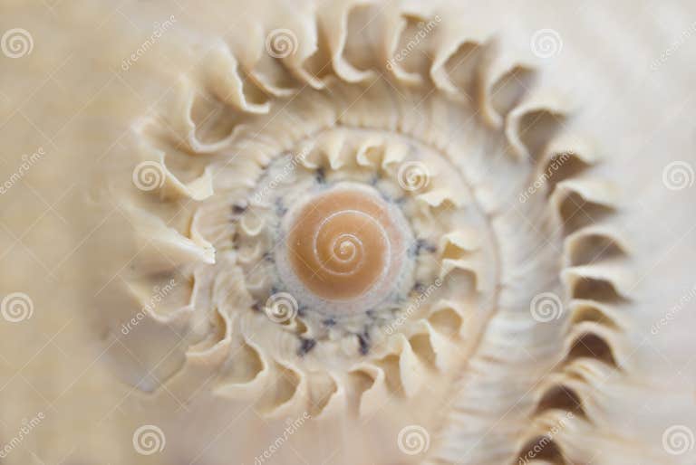 Conch stock image. Image of canvas, fossil, coil, macro - 10267195