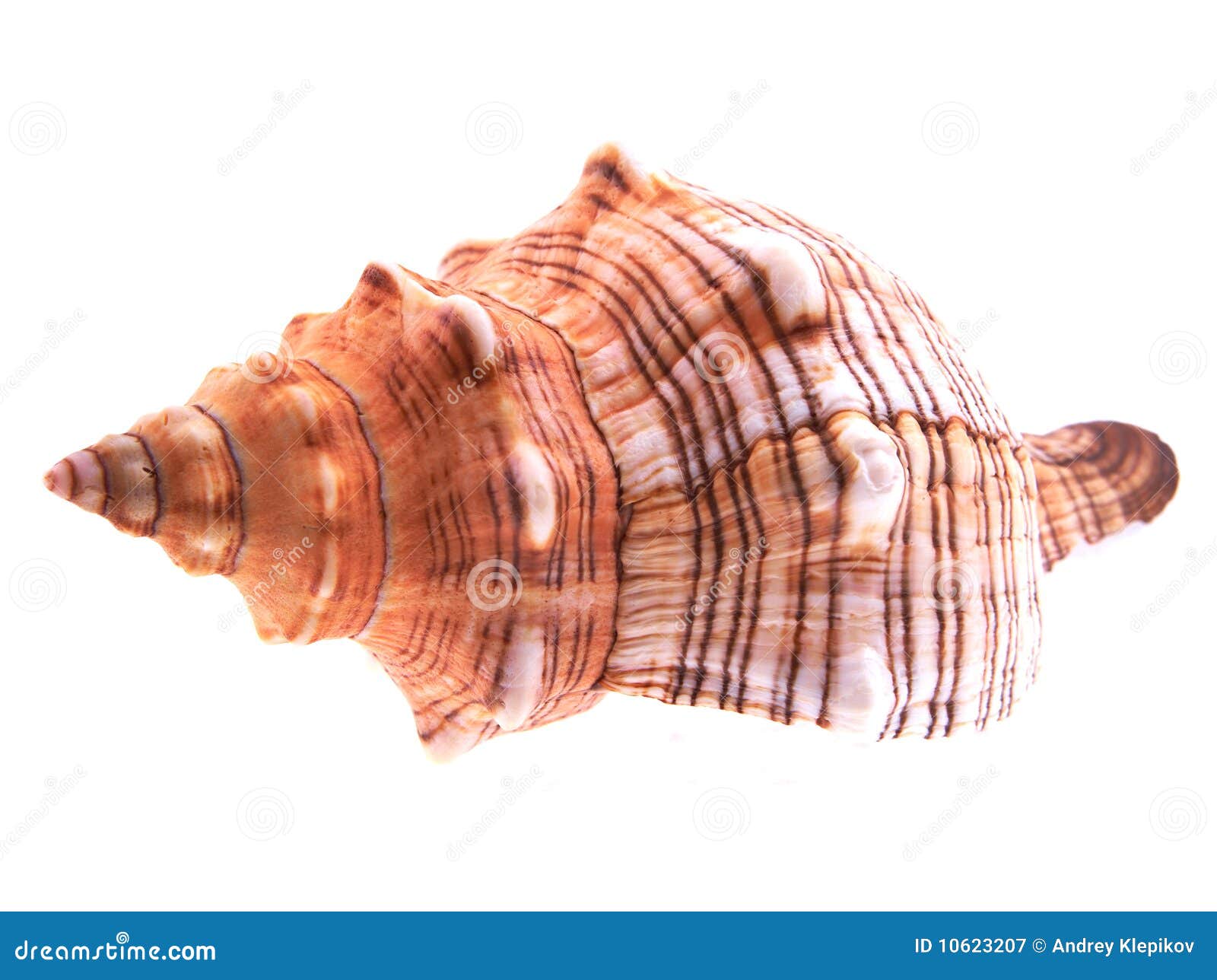 Cockleshell stock image. Image of nature, object, beach - 10623207