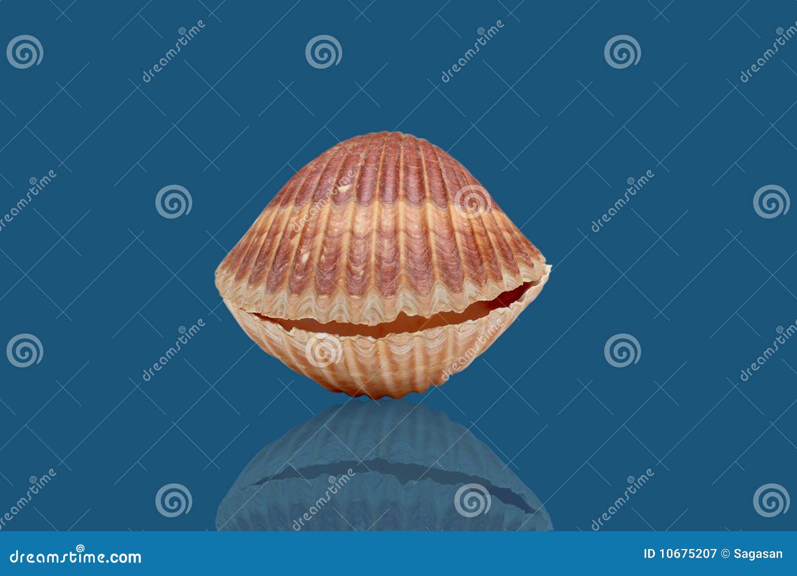 Cockleshell stock afbeelding. Image of overzees, zomer - 10675207