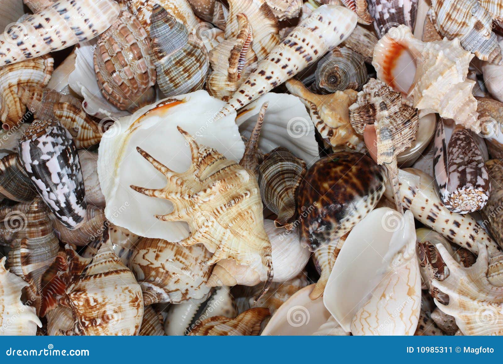 Cockleshell stock image. Image of mollusk, group, abstract - 10985311