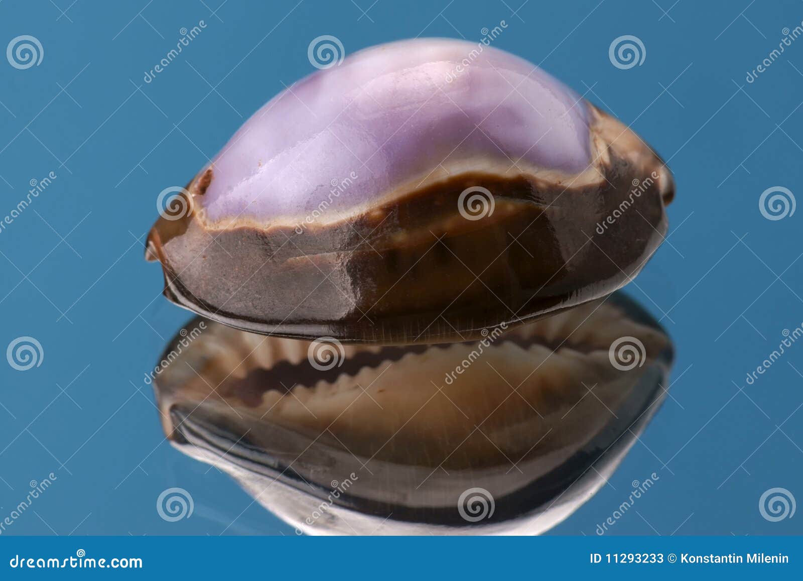 Cockleshell stock image. Image of wavy, shell, decoration - 11293233