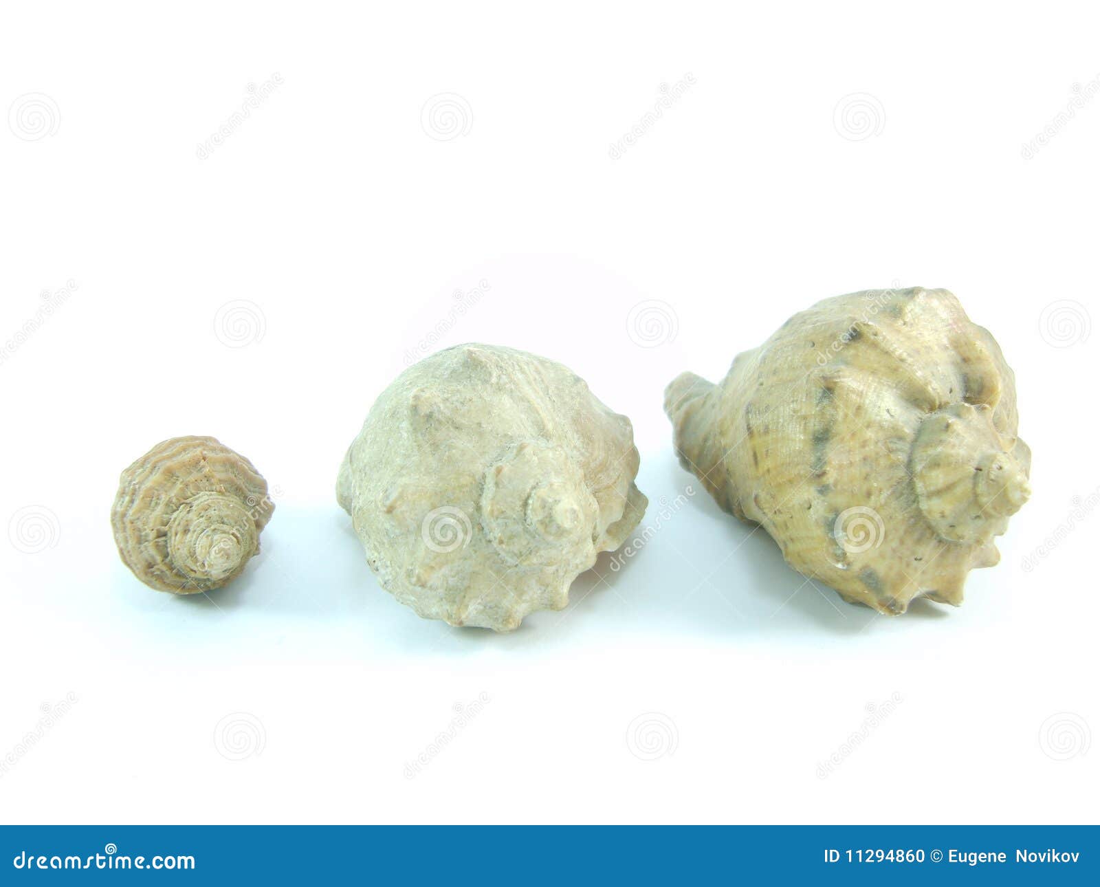 Cockleshell stock photo. Image of nature, ocean, object - 11294860