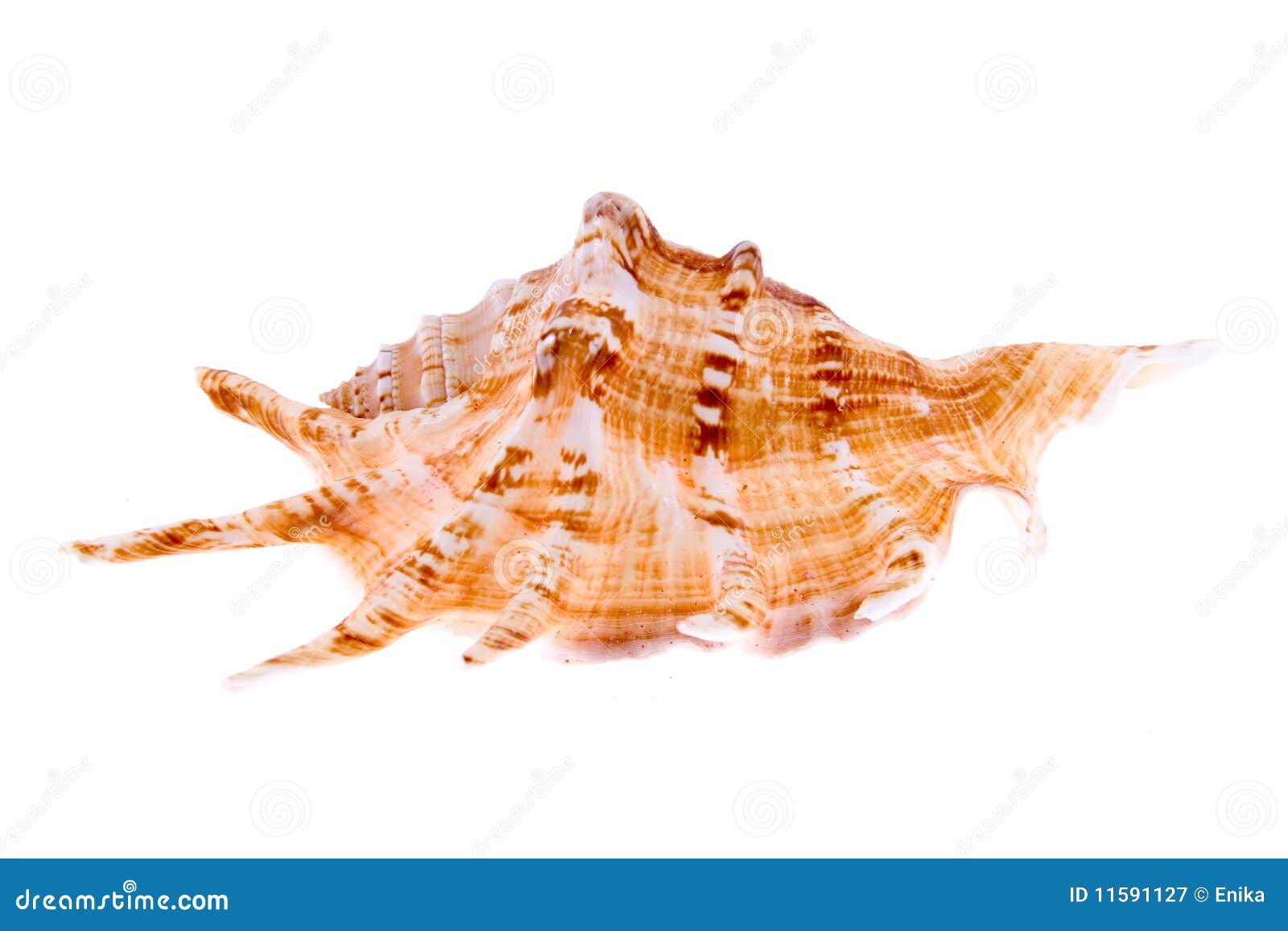 Cockleshell stock image. Image of cutout, shell, comb - 11591127
