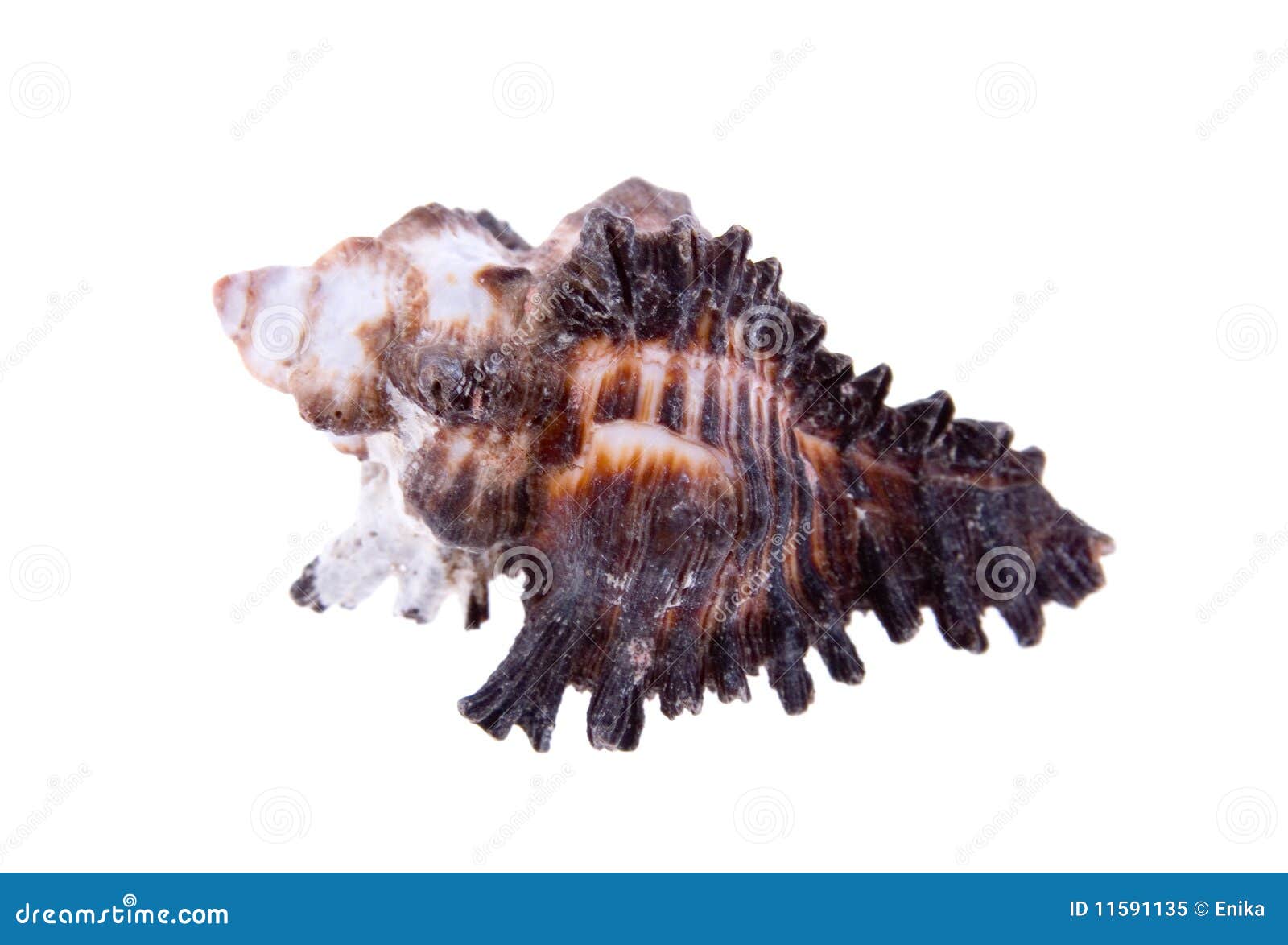 Cockleshell stock image. Image of marine, aquatic, tropical - 11591135