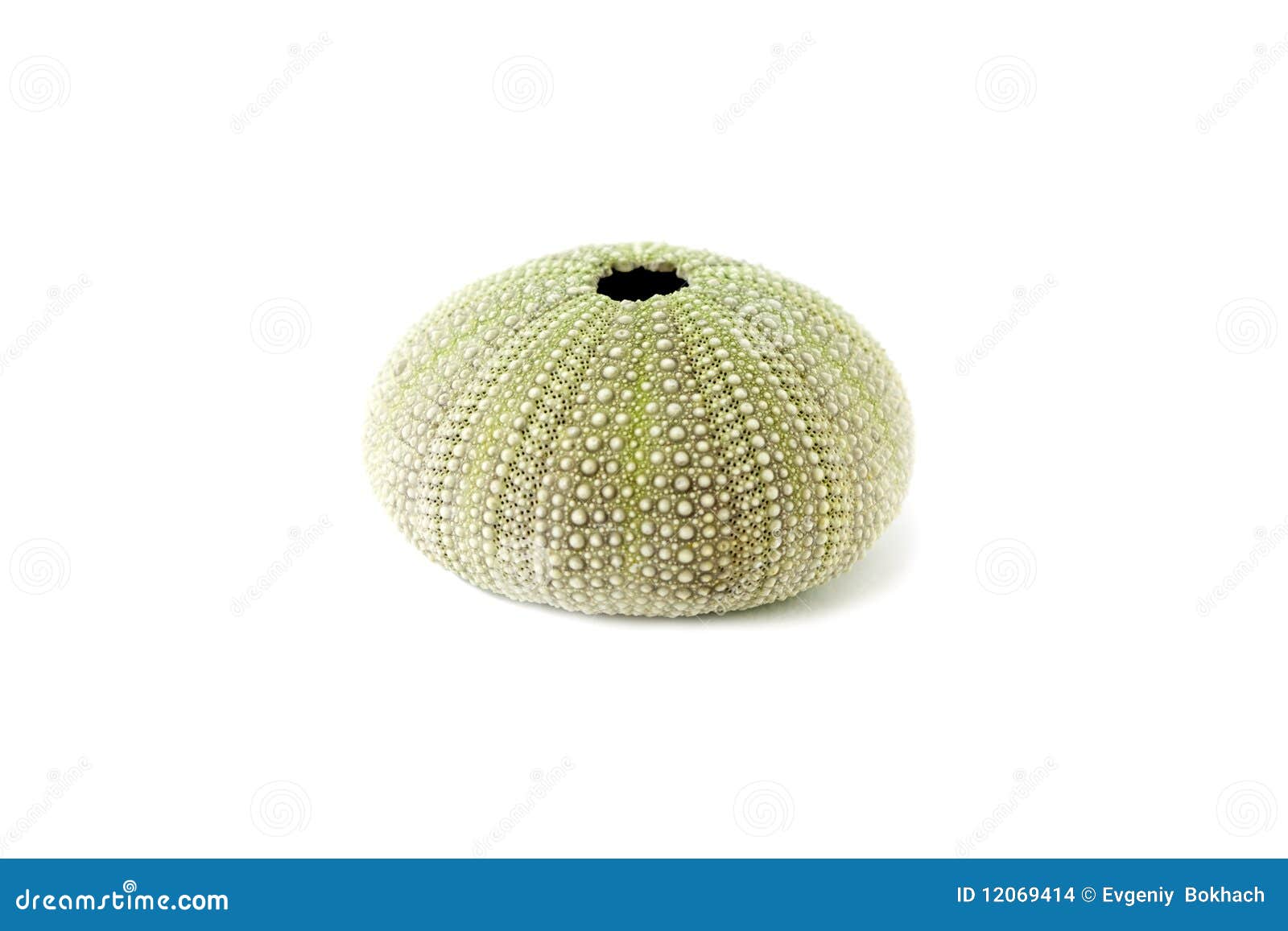 Cockleshell stock photo. Image of tropical, cockle, isolated - 12069414
