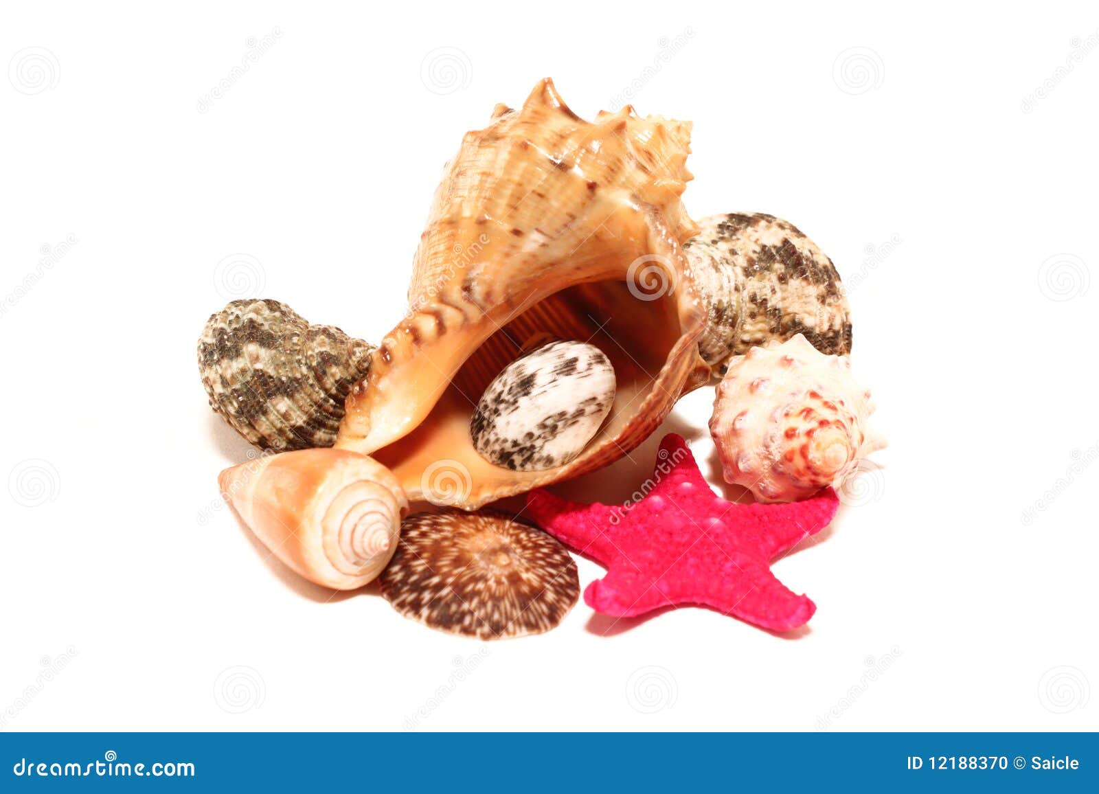 Cockleshell stock photo. Image of gift, isolation, trip - 12188370