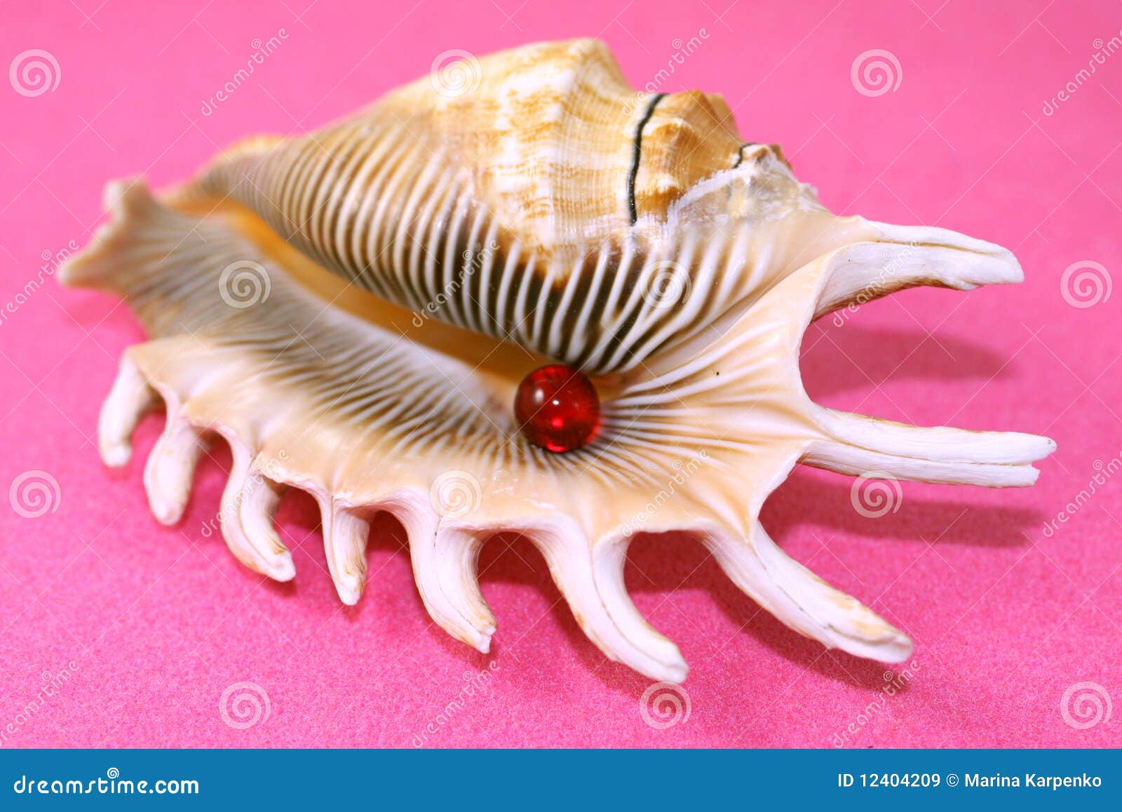 Cockleshell stock image. Image of beach, environment - 12404209