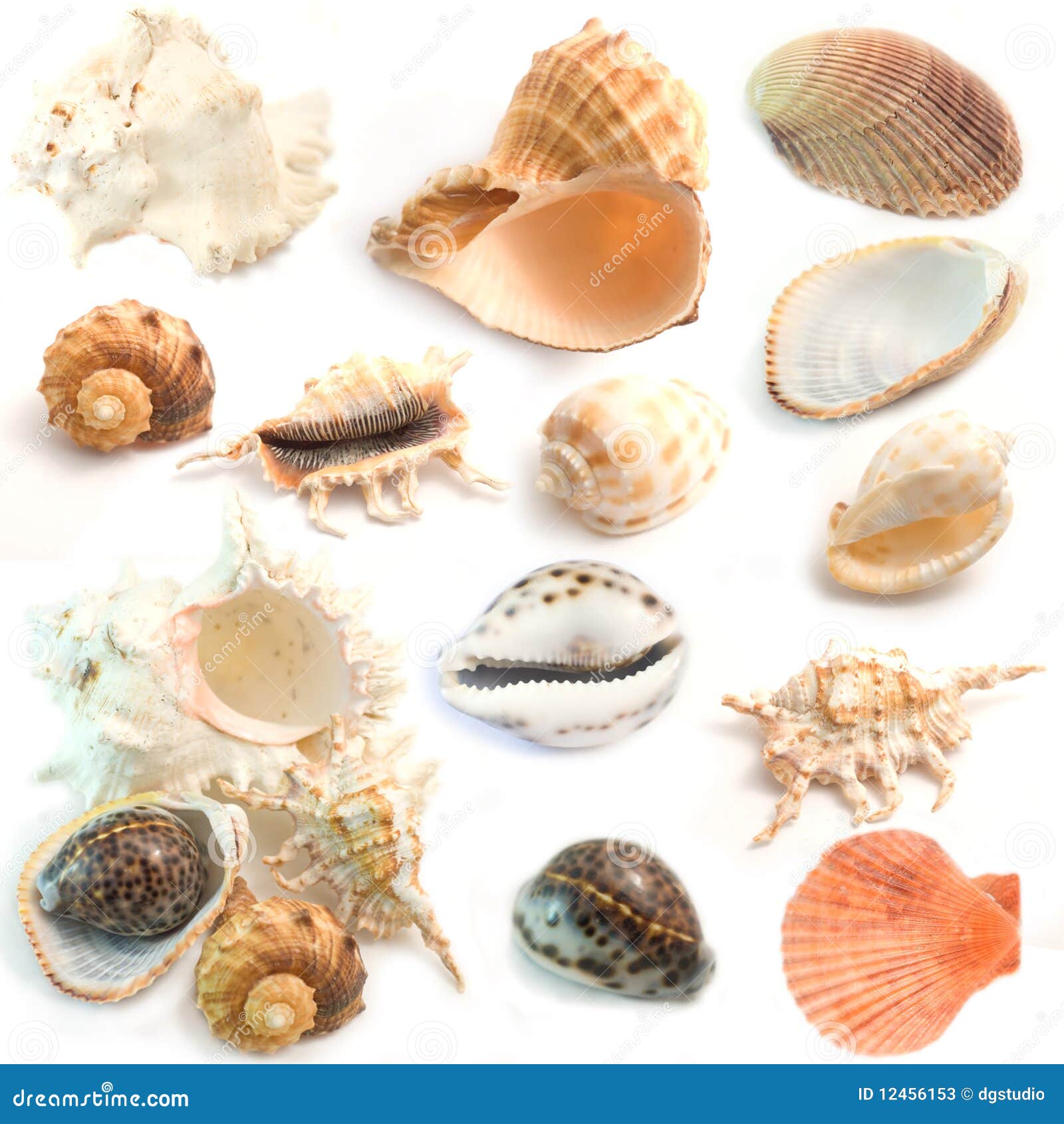 Conch stock image. Image of group, basis, organism, marine - 12456153