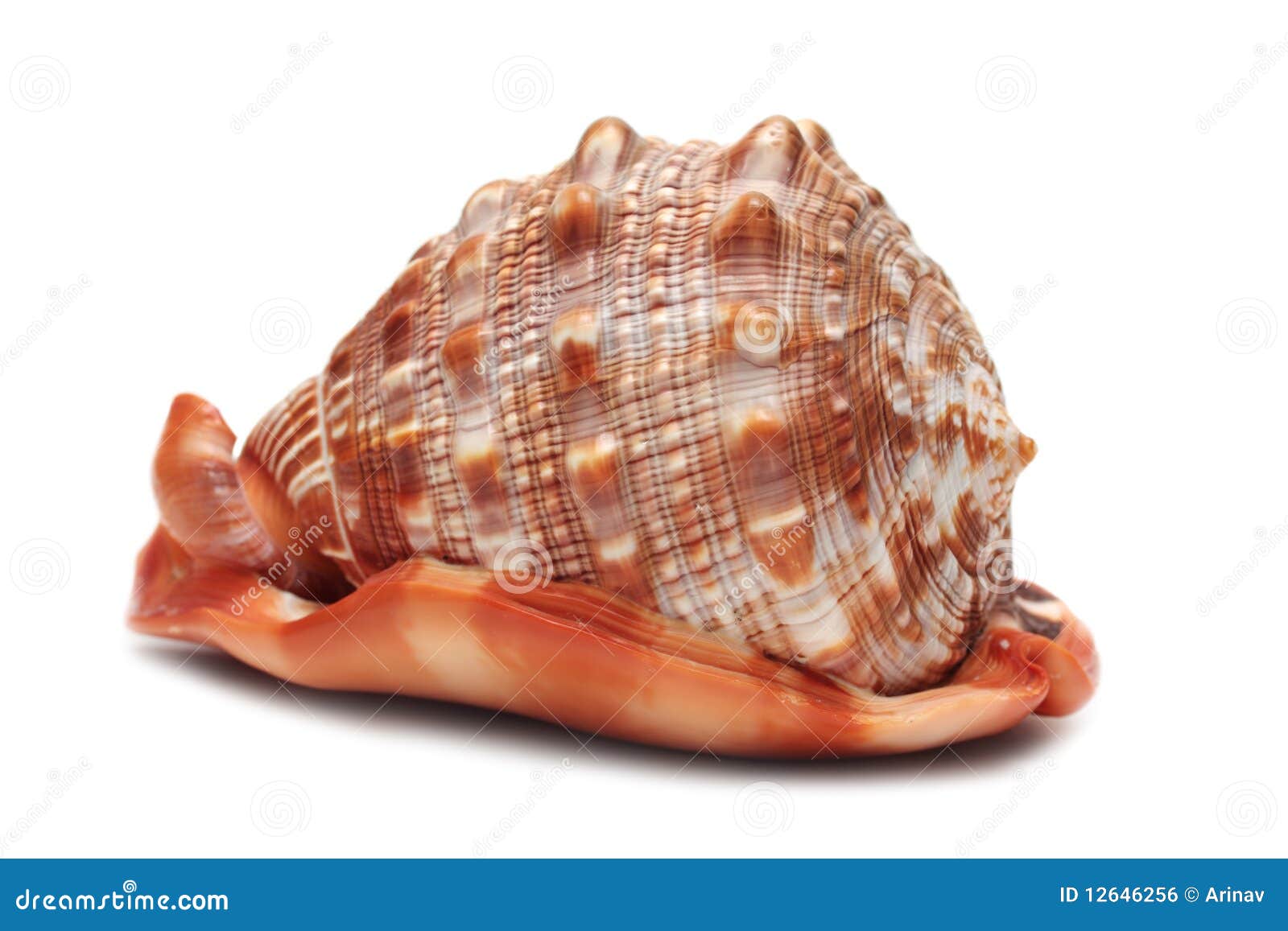 Cockleshell stock photo. Image of spiral, curve, shiny - 12646256