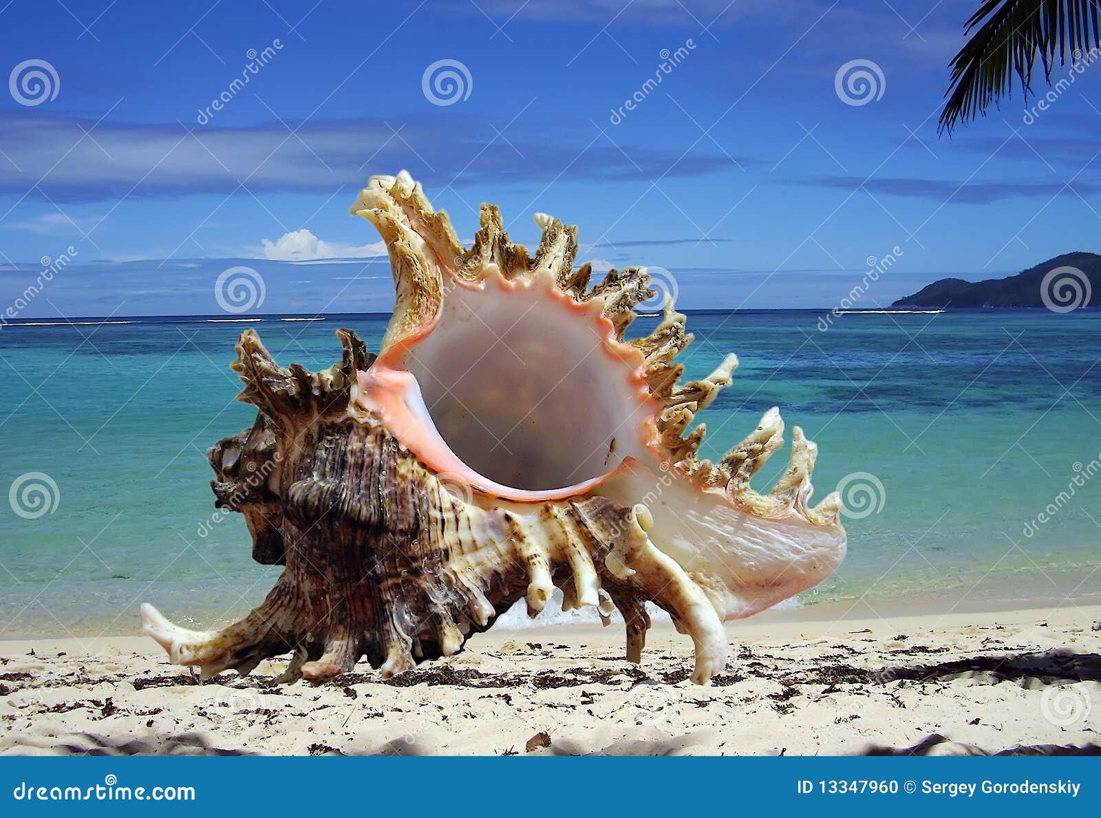 Cockleshell stock photo. Image of aquatic, beautiful - 13347960
