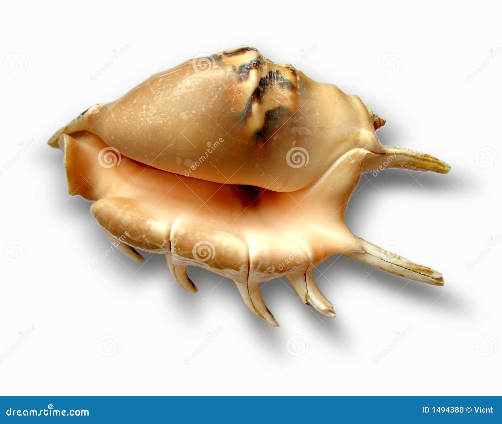 Cockleshell stock photo. Image of aquarium, exotic, cockleshell - 1494380