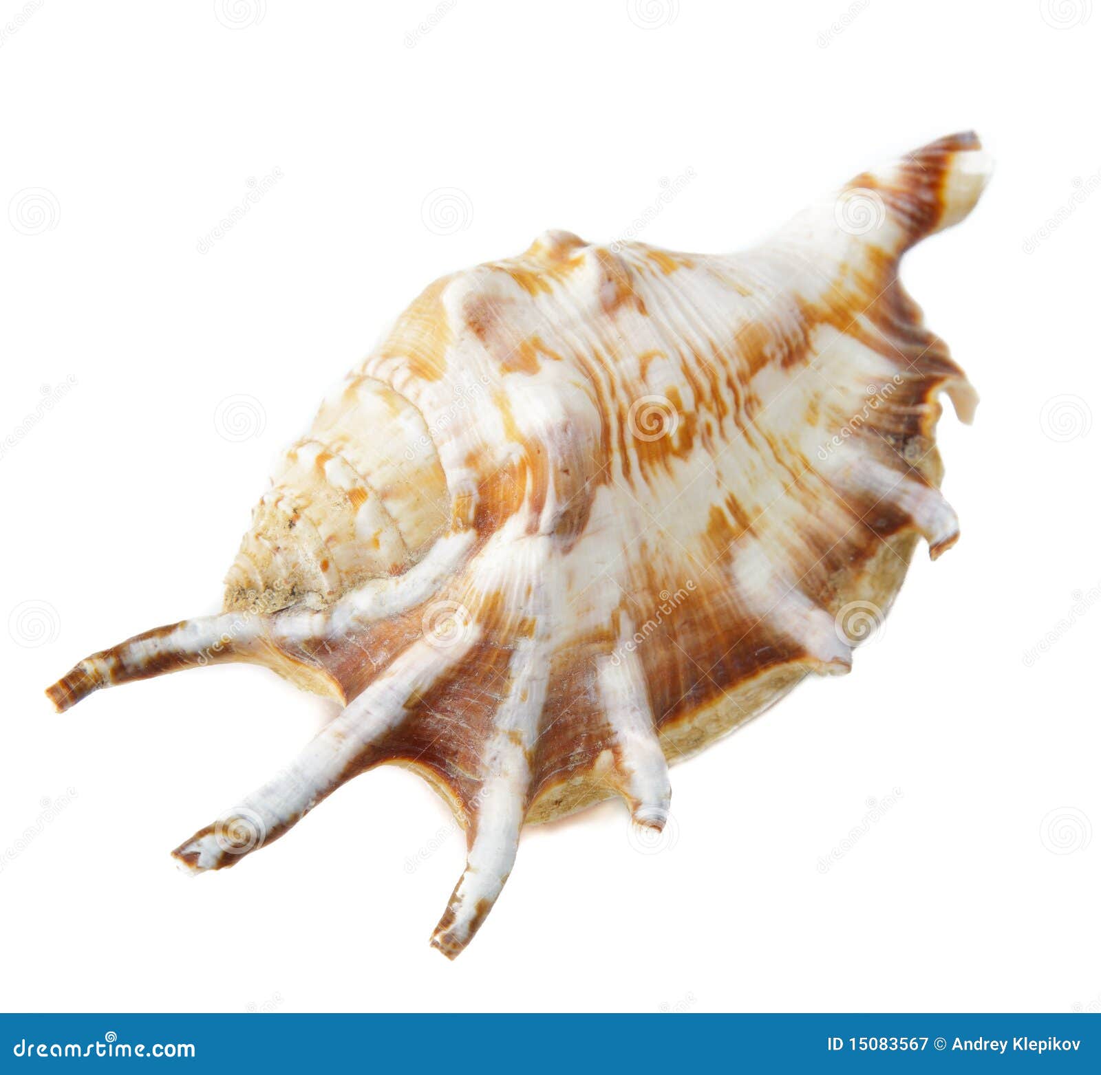 Cockleshell stock image. Image of cockle, closeup, shells - 15083567