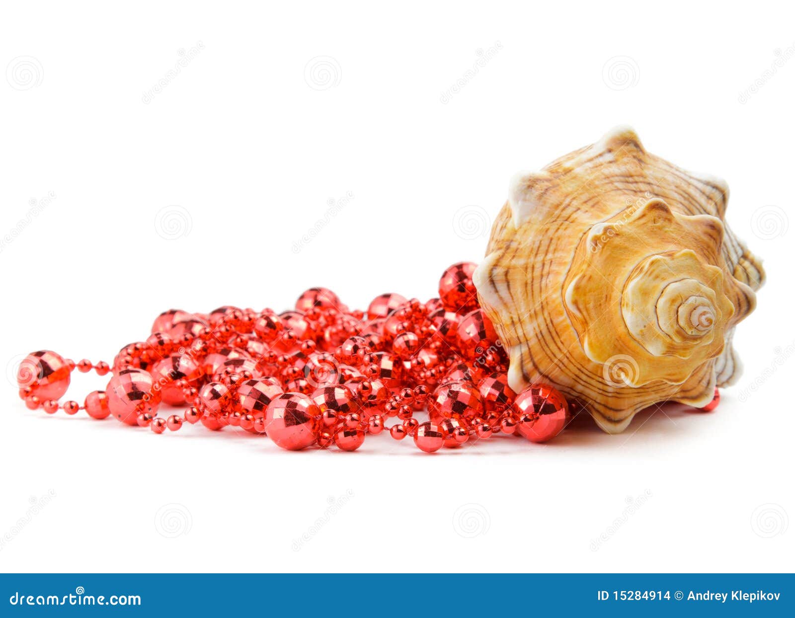 Cockleshell stock photo. Image of beauty, curve, rough - 15284914