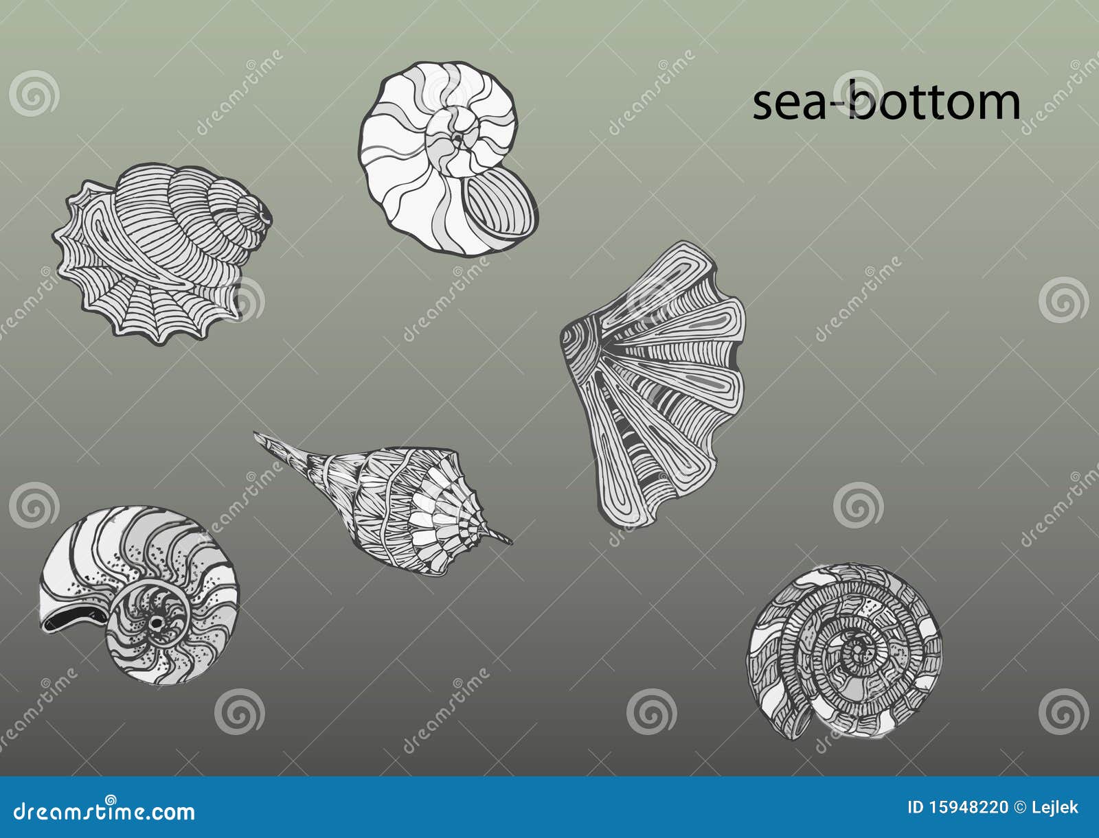 Cockleshell stock vector. Illustration of water, nature - 15948220